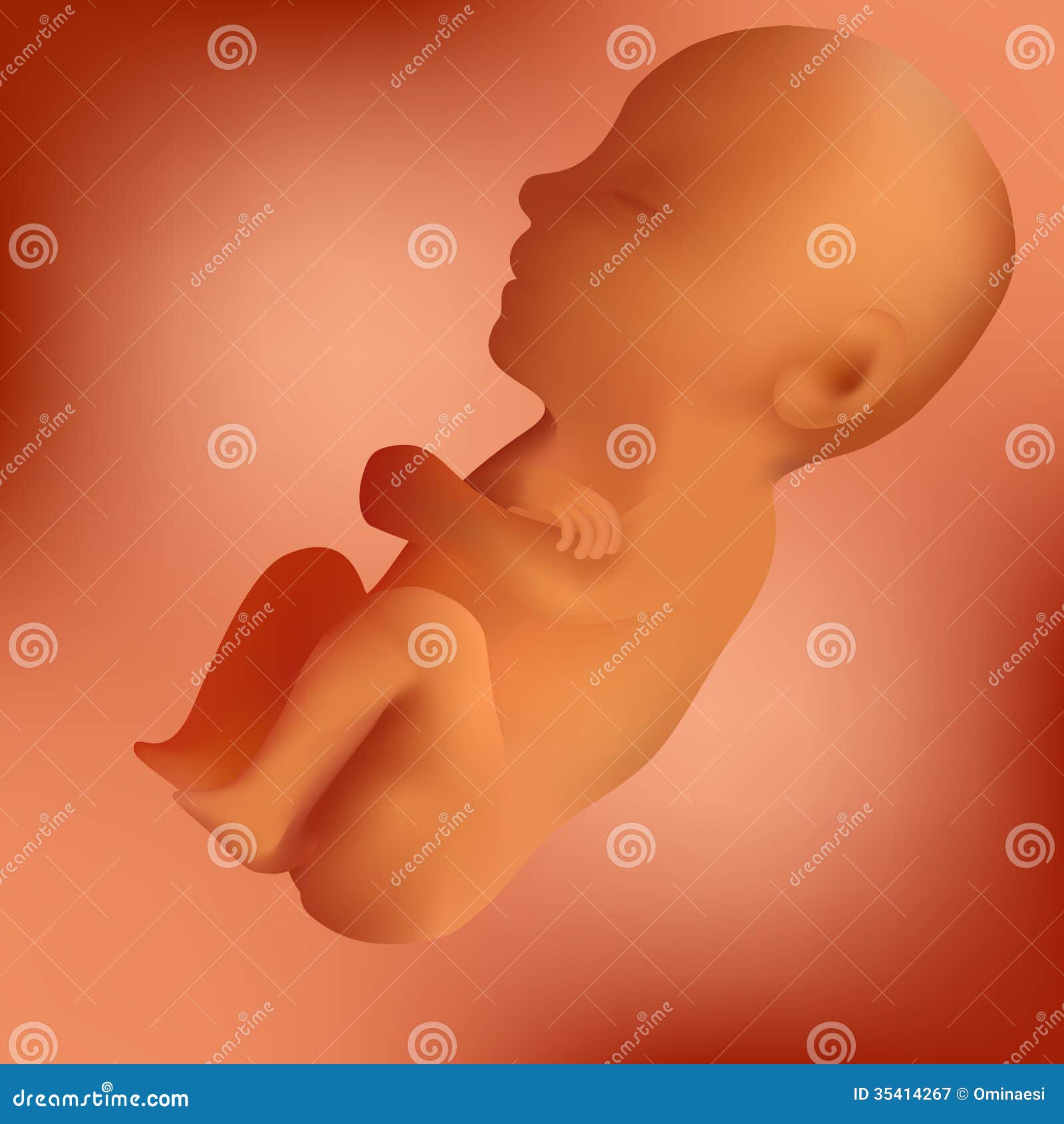 Realistic Embryo Vector | CartoonDealer.com #35414267