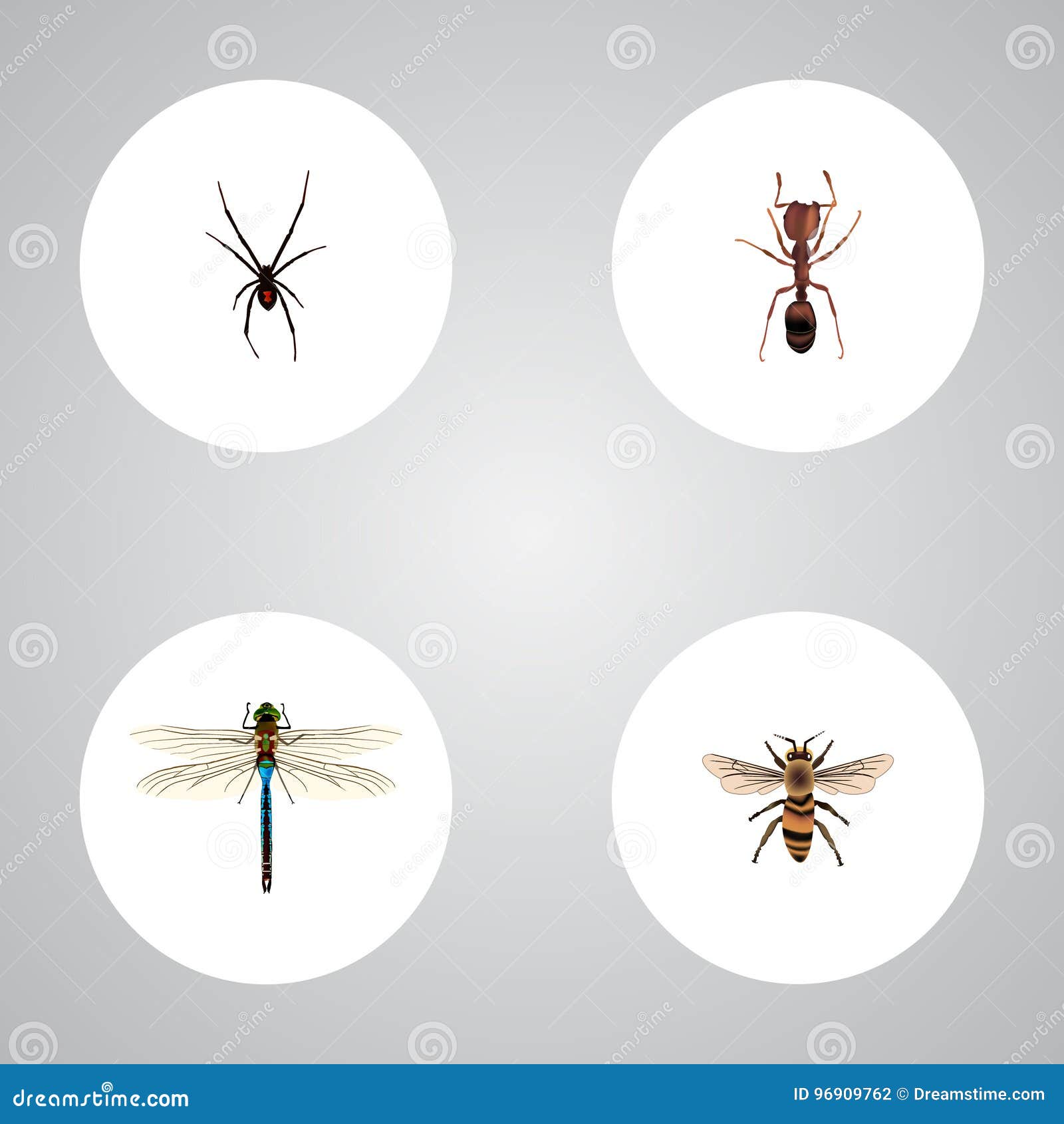 Realistic Emmet, Damselfly, Wasp and Other Vector Elements. Set of Bug ...