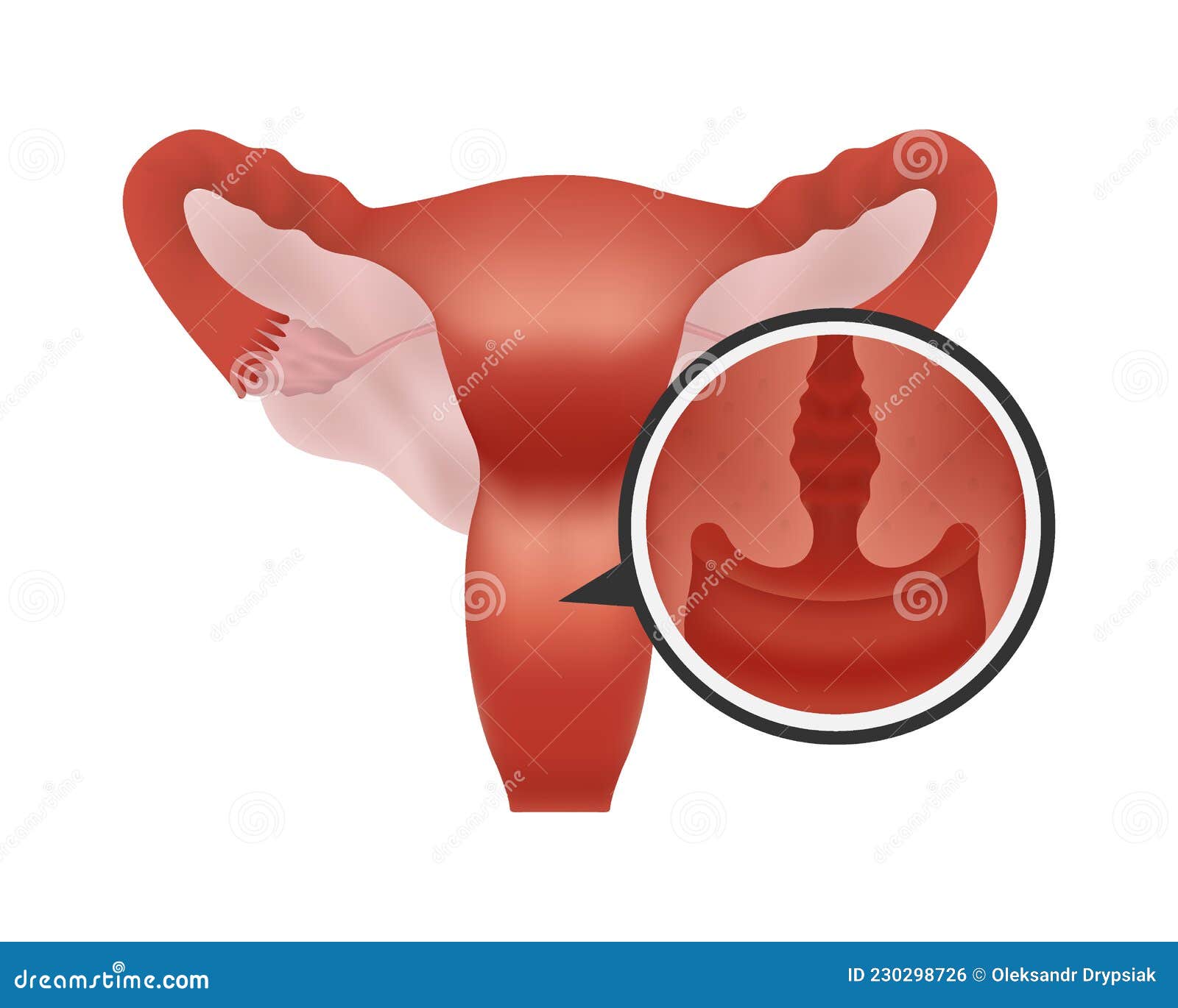 Realistic Female Human Reproductive System On White Background Focus On