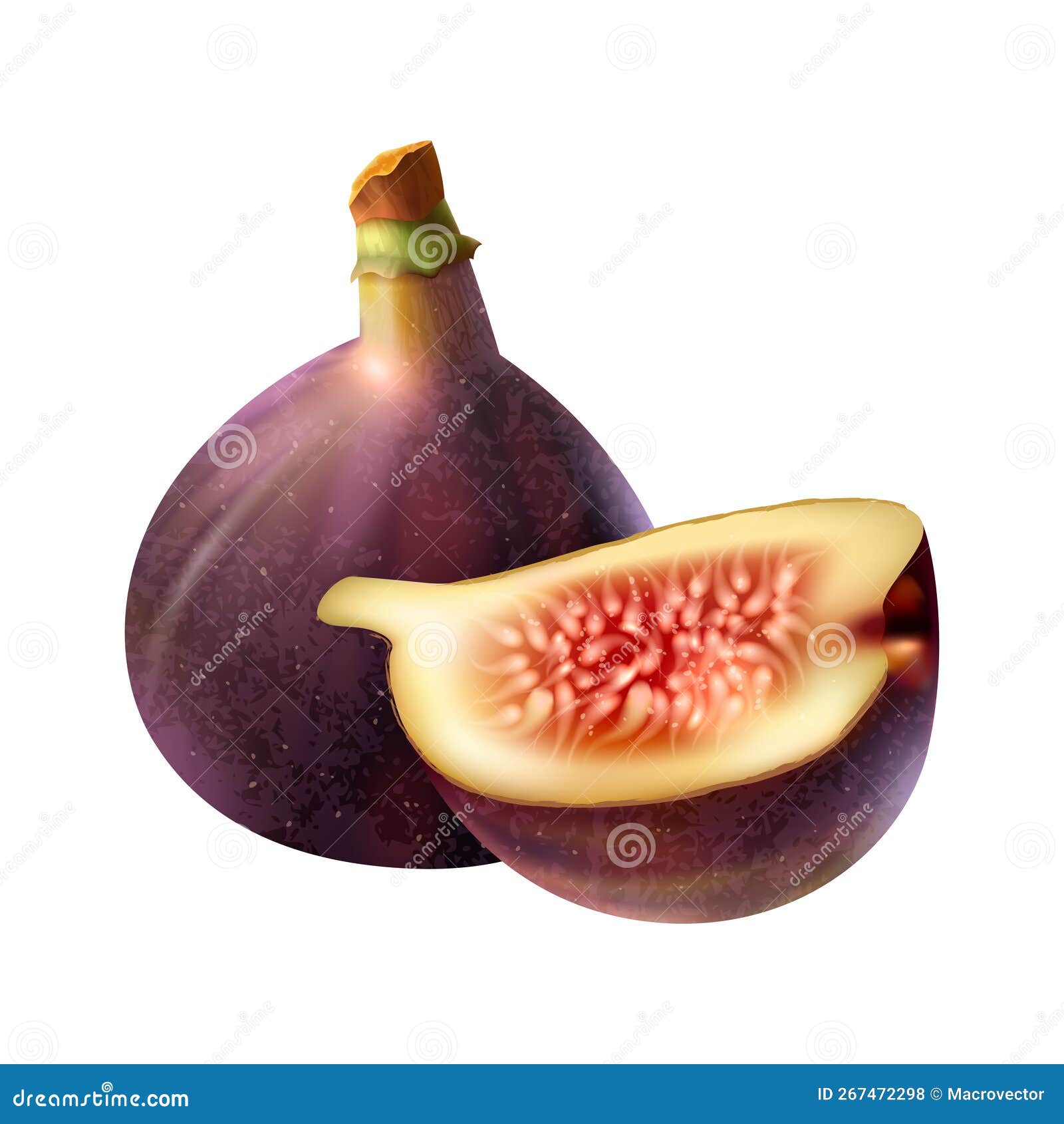 Realistic Fig Illustration stock illustration. Illustration of summer ...