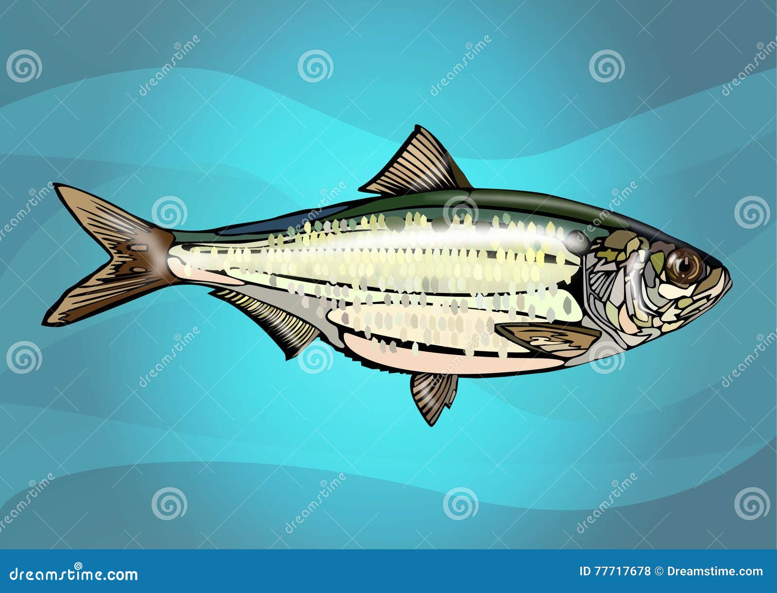 Realistic fish stock vector. Illustration of advertising - 77717678