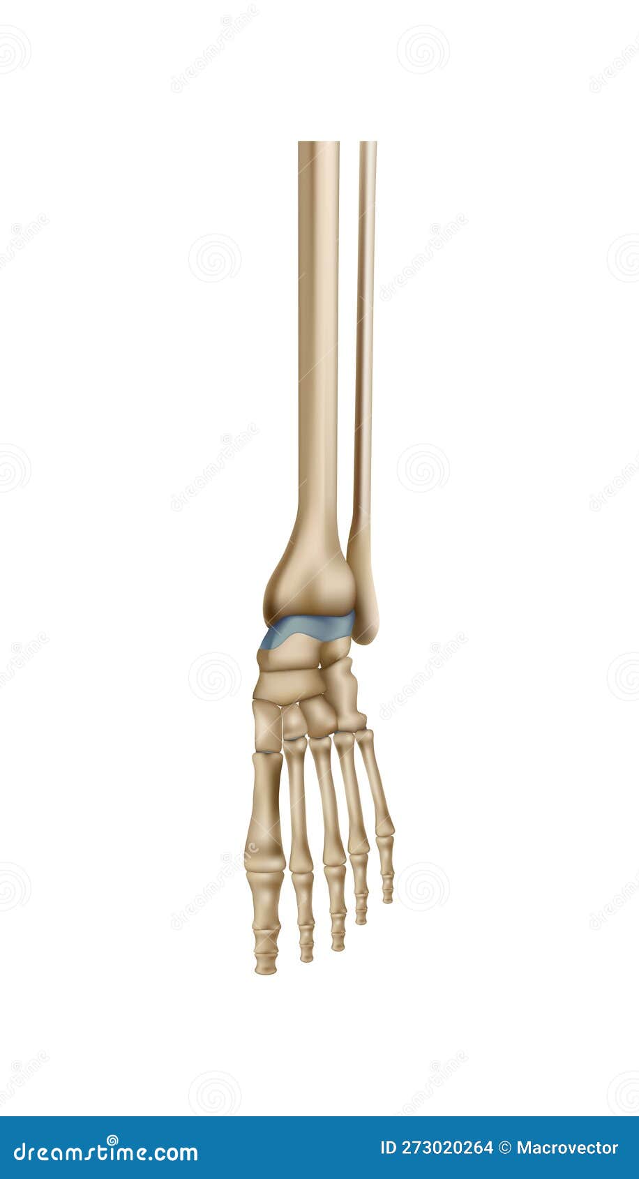 Realistic Foot Bones stock vector. Illustration of graphic - 273020264