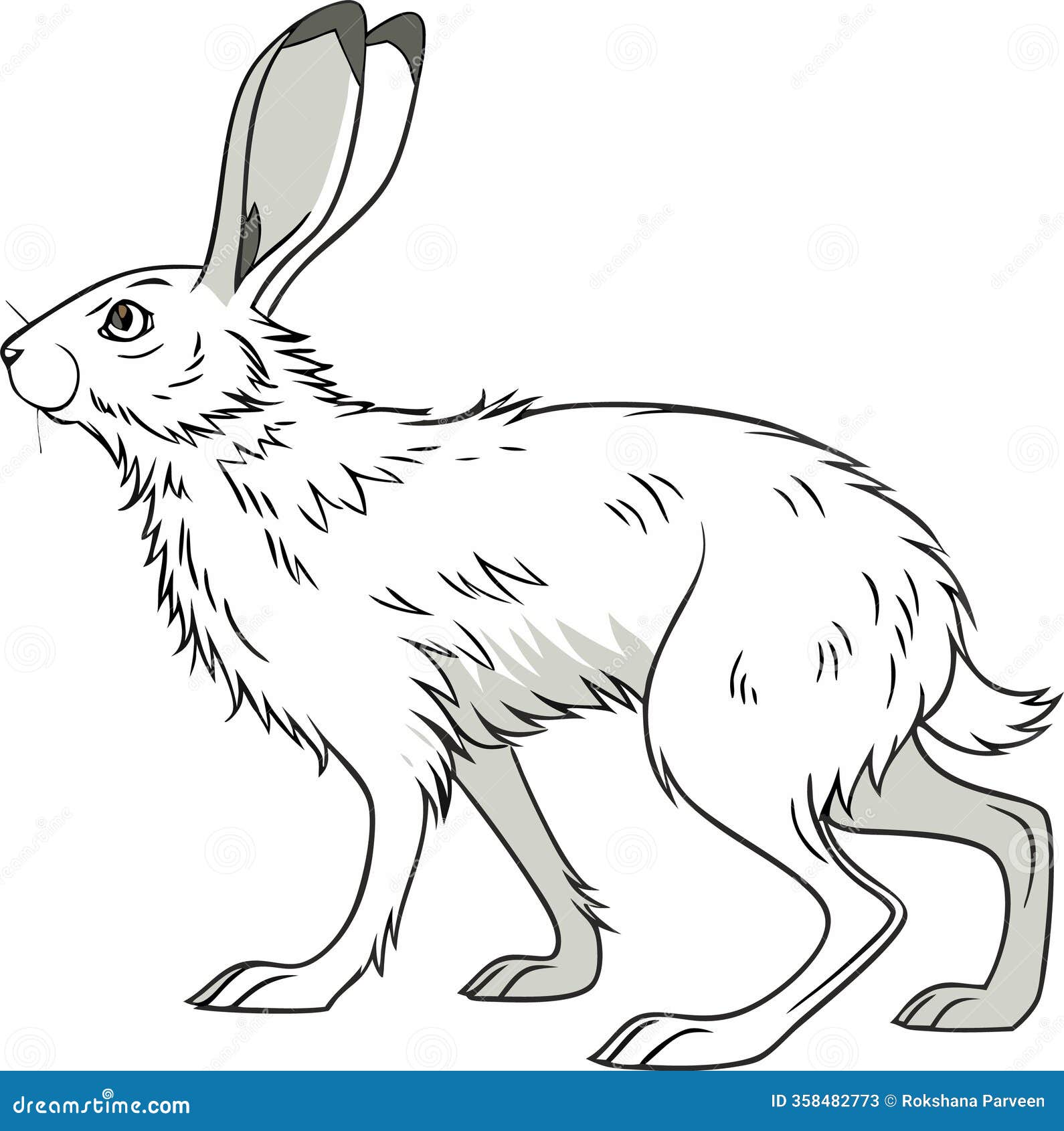 Rabbit , Full Body Realistic Image, White Background Stock Illustration ...