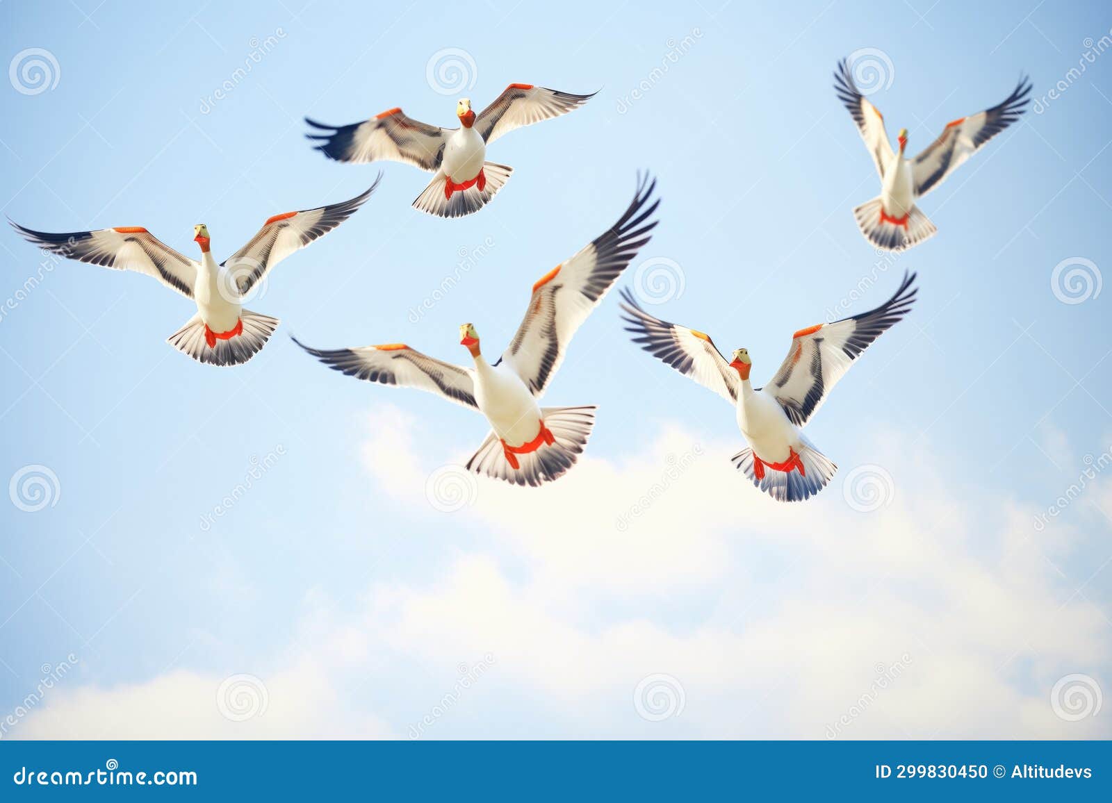 Realistic Geese Flying in a Tight V-formation Stock Photo - Image of ...