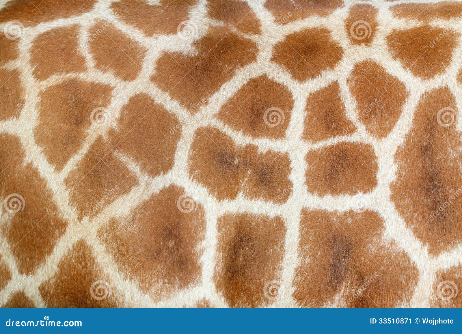 Realistic Giraffe Texture for Background Stock Image - Image of ...