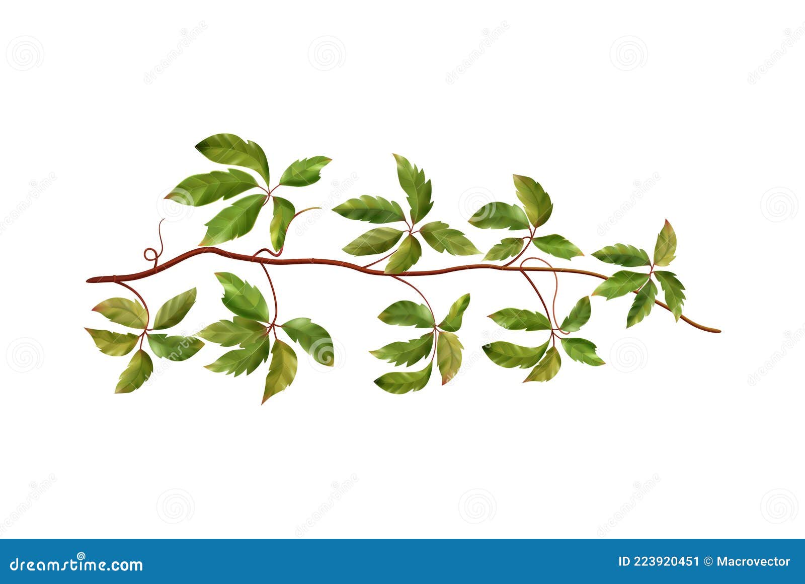 Realistic Grape Vine stock vector. Illustration of wooden - 223920451