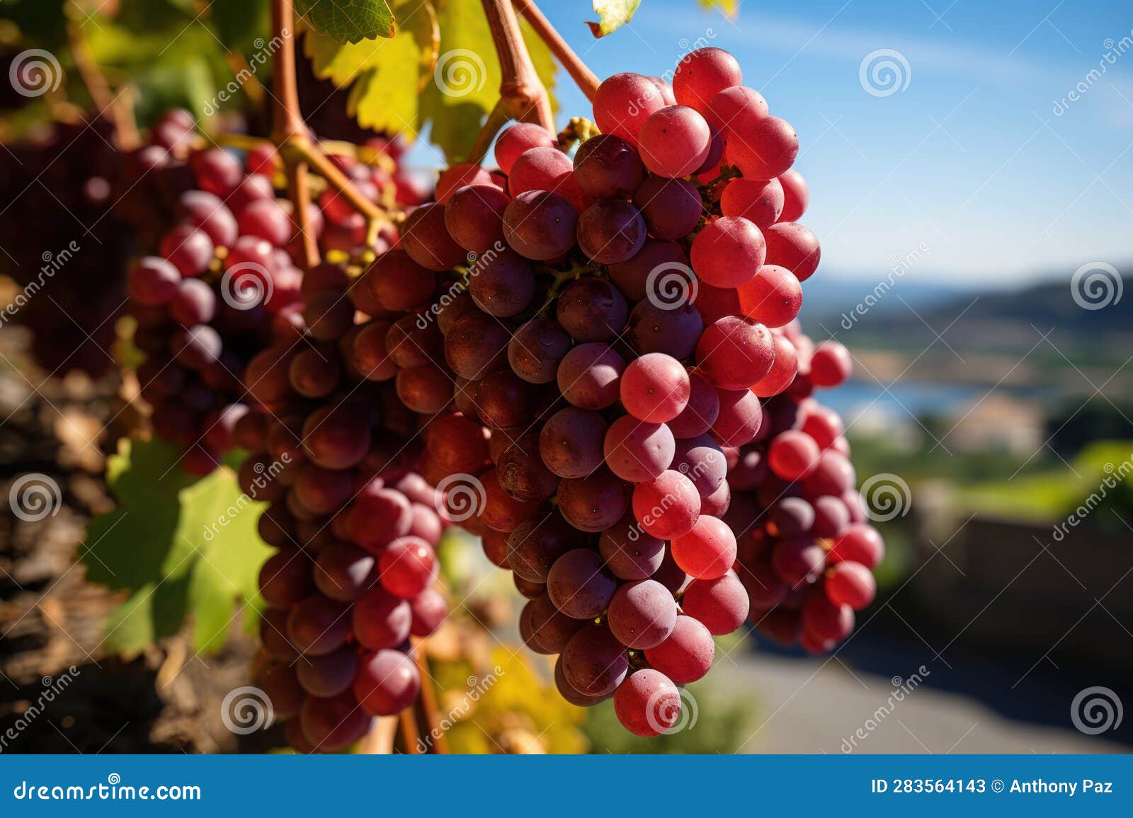 Realistic Grapes: Captivating Image of Freshly Picked Grapes ...