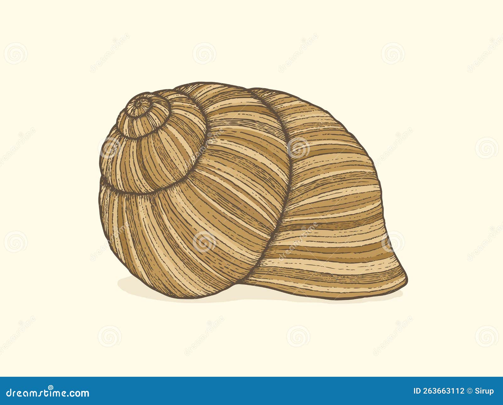 Realistic Hand Drawn Grapevine Snail Shell Vector Stock Vector ...