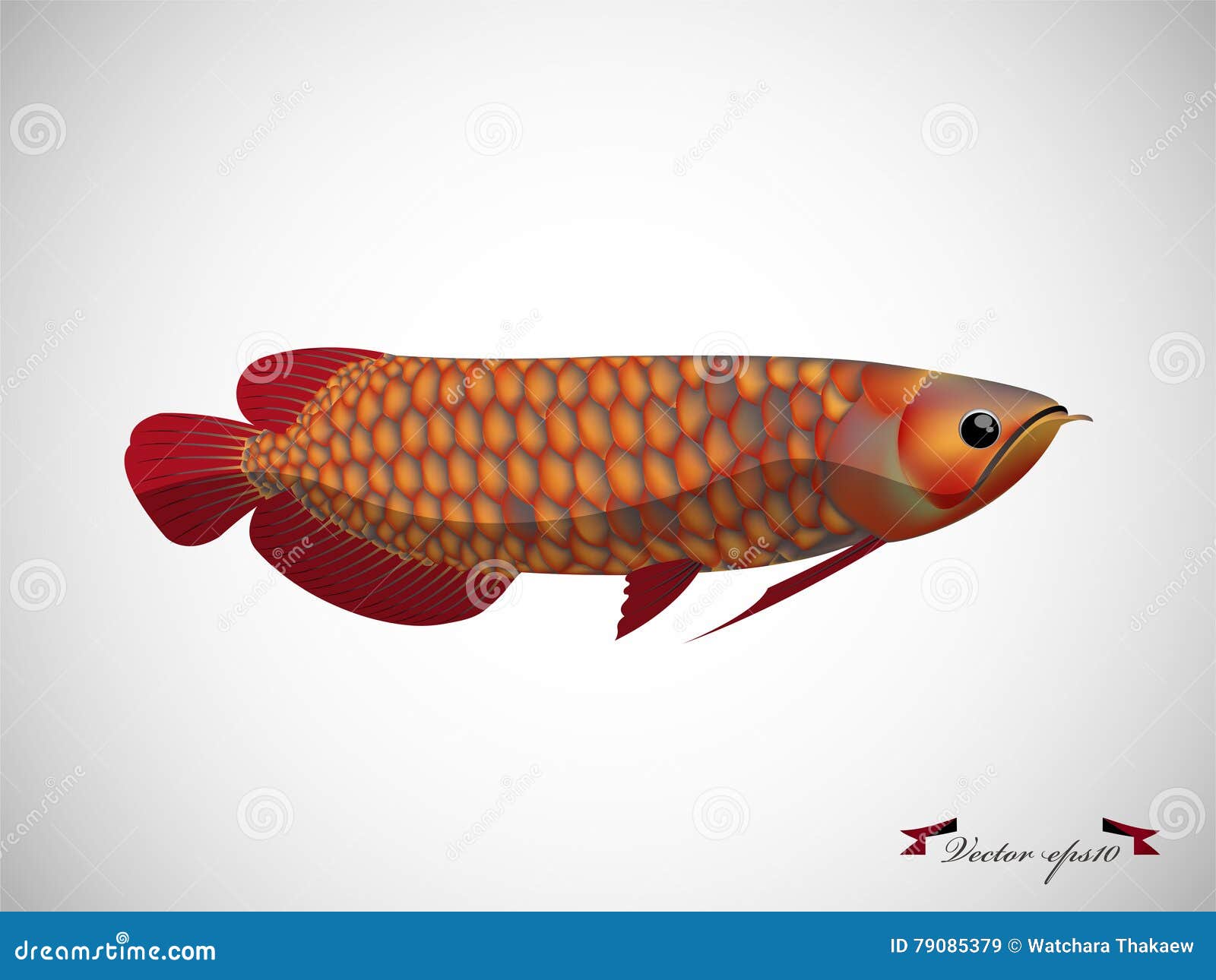 Realistic Graphic Design Vector of Red Arowana on White Background ...