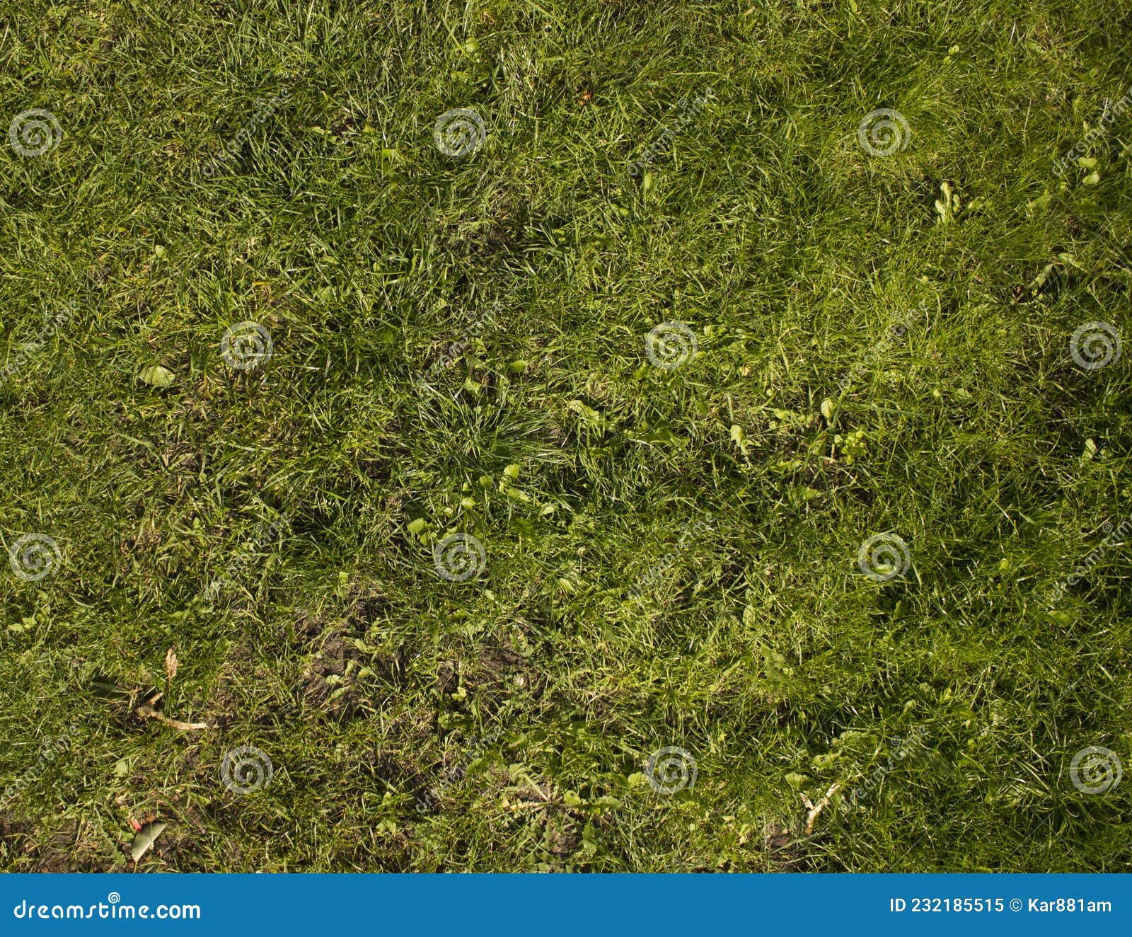 Realistic Grass Border Isolated On Transparent Background. Transparent ...