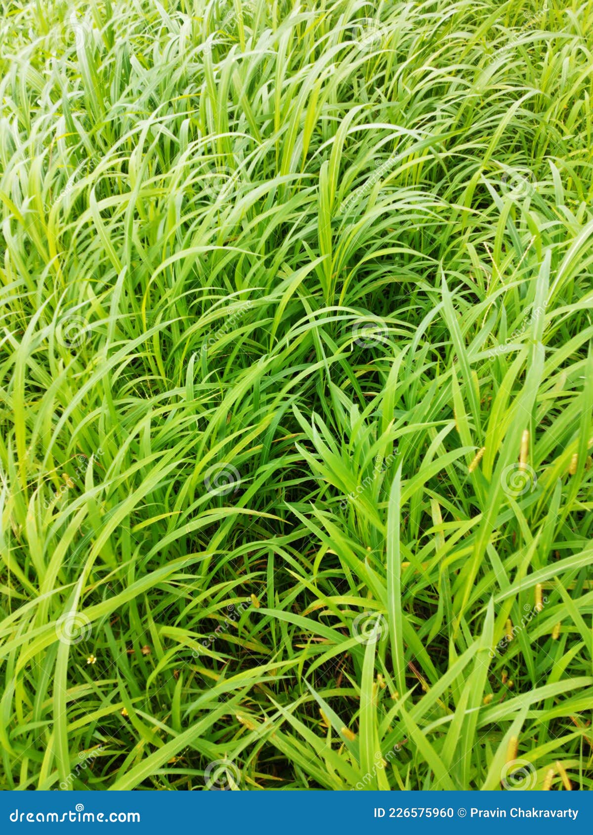 Green Long Grass Texture. a Natural Green Grass Texture Background ...