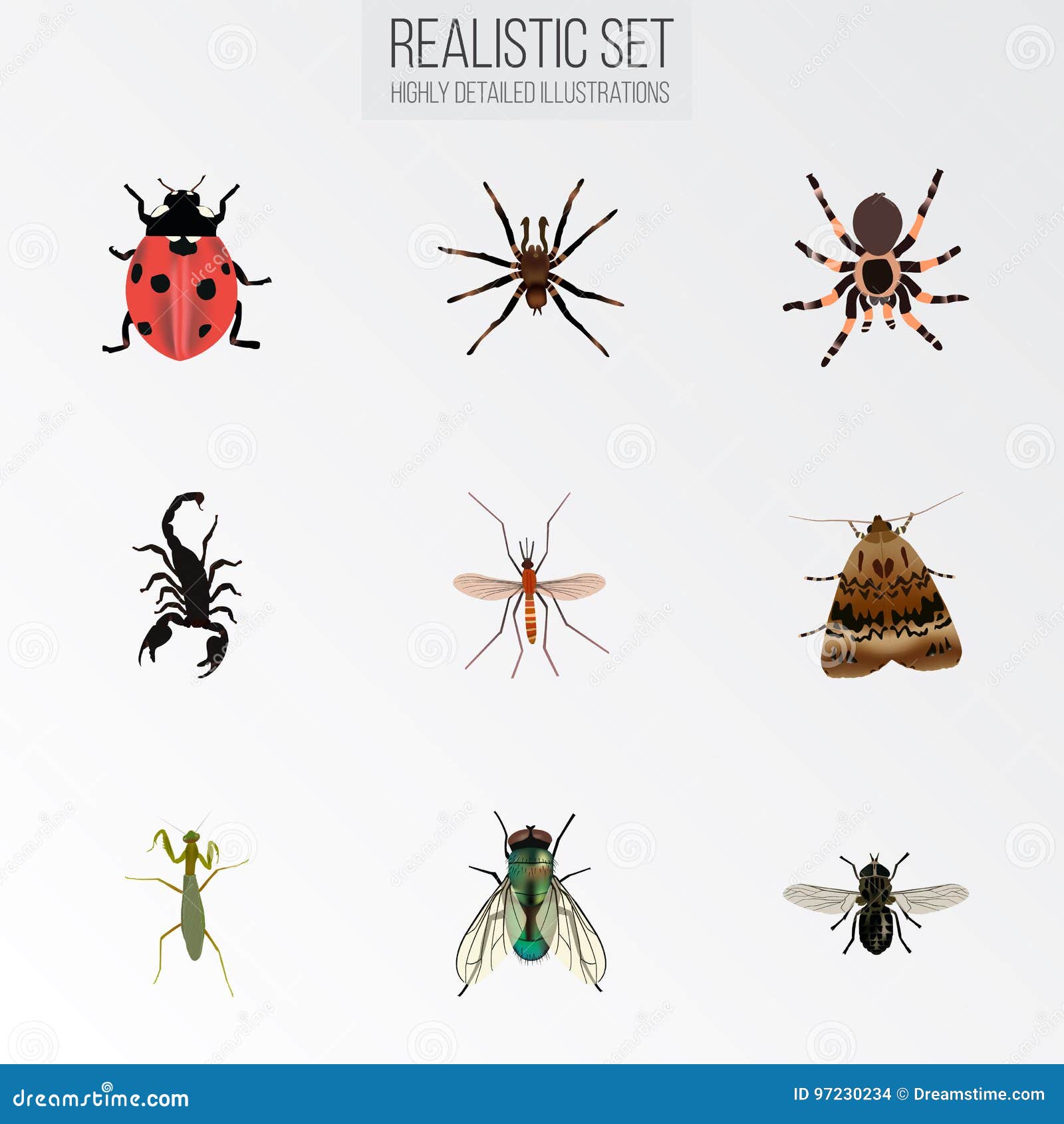 Realistic Grasshopper, Gnat, Arachnid and Other Vector Elements. Set of ...