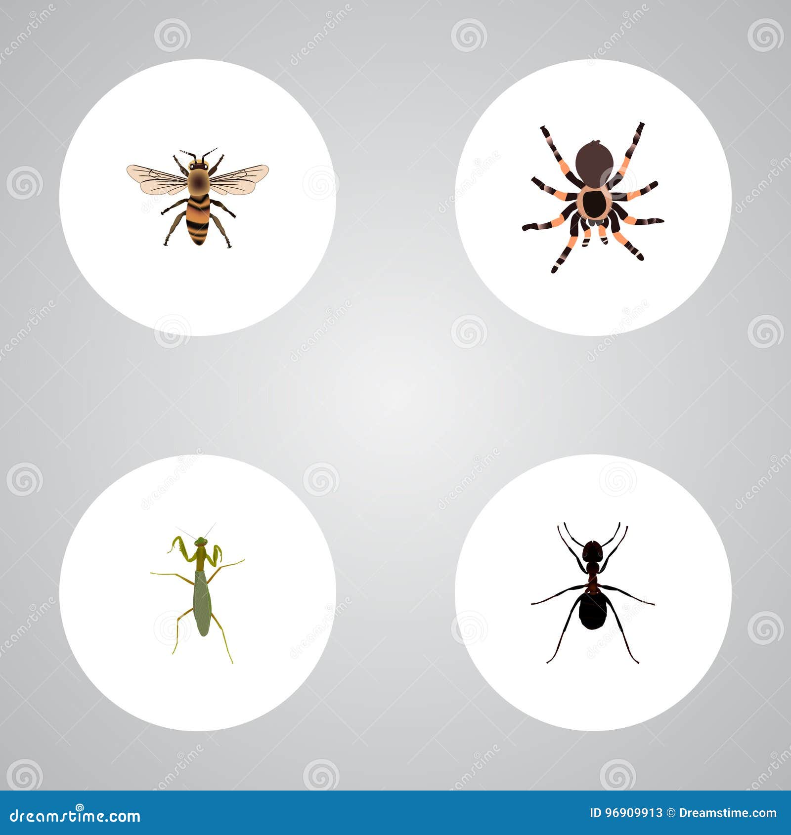Realistic Grasshopper, Tarantula, Wasp and Other Vector Elements. Set ...