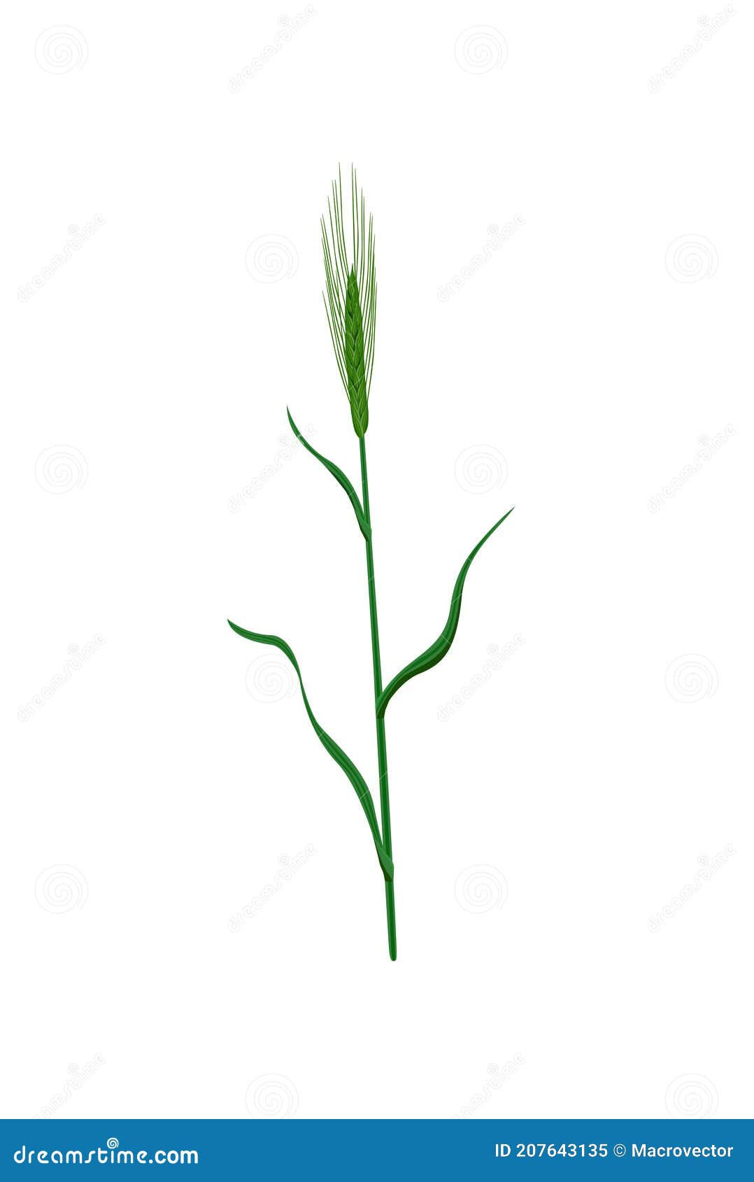 Rye Realistic Illustration stock illustration. Illustration of natural ...
