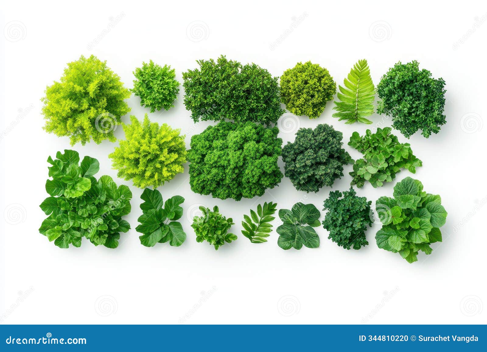 Realistic Greenery and Tree Canopy Arrangement Stock Illustration ...