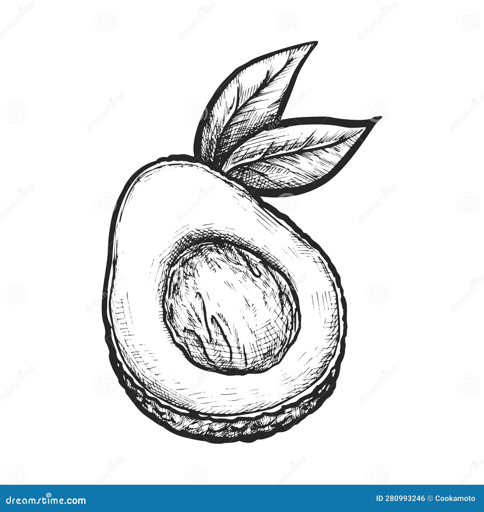 Avocado In Sketch Mode Lin Art For Your Designs,graphic Element Royalty ...