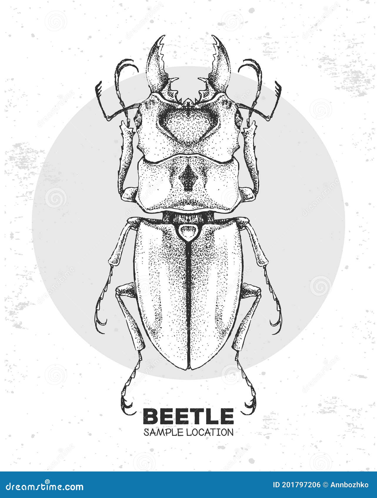 Realistic Hand Drawing Beetle. Artistic Bug. Entomological Illustration ...