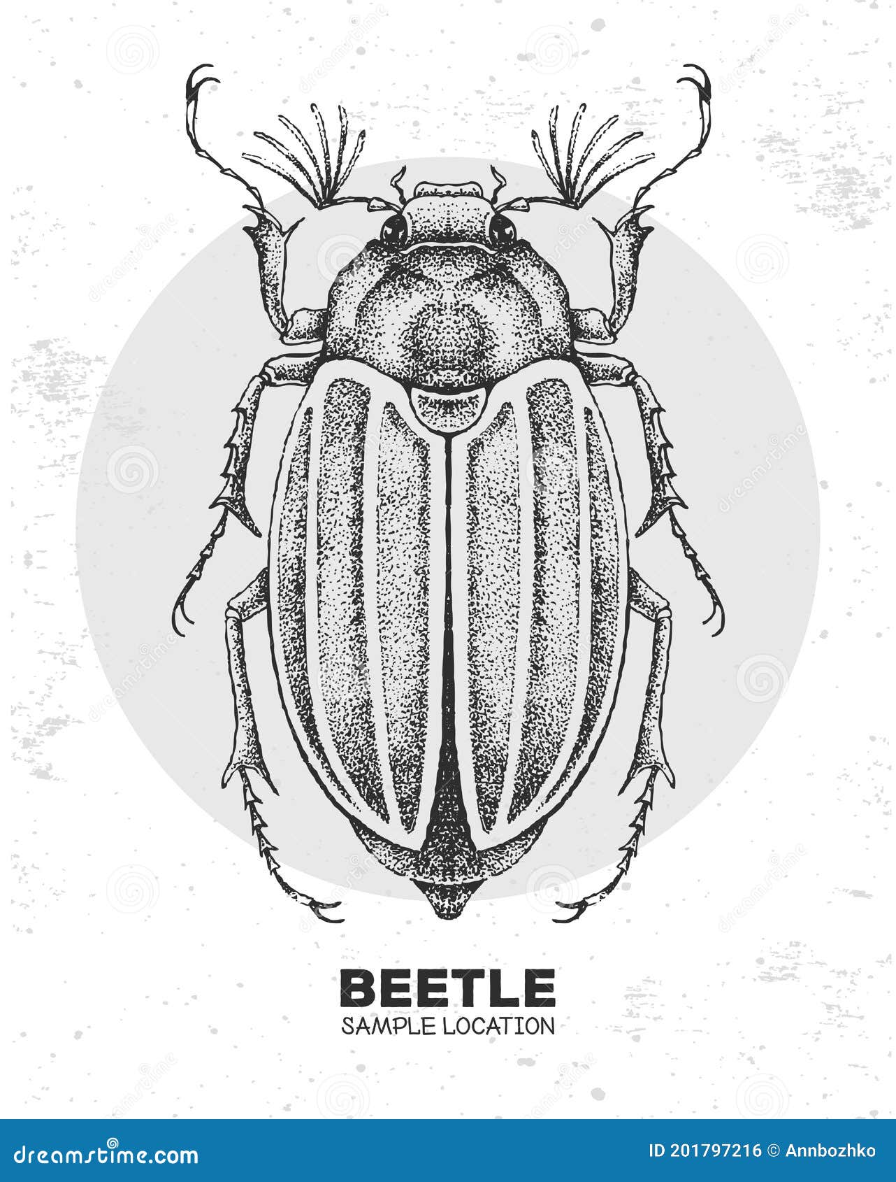 Realistic Hand Drawing Beetle. Artistic Bug. Entomological Illustration ...
