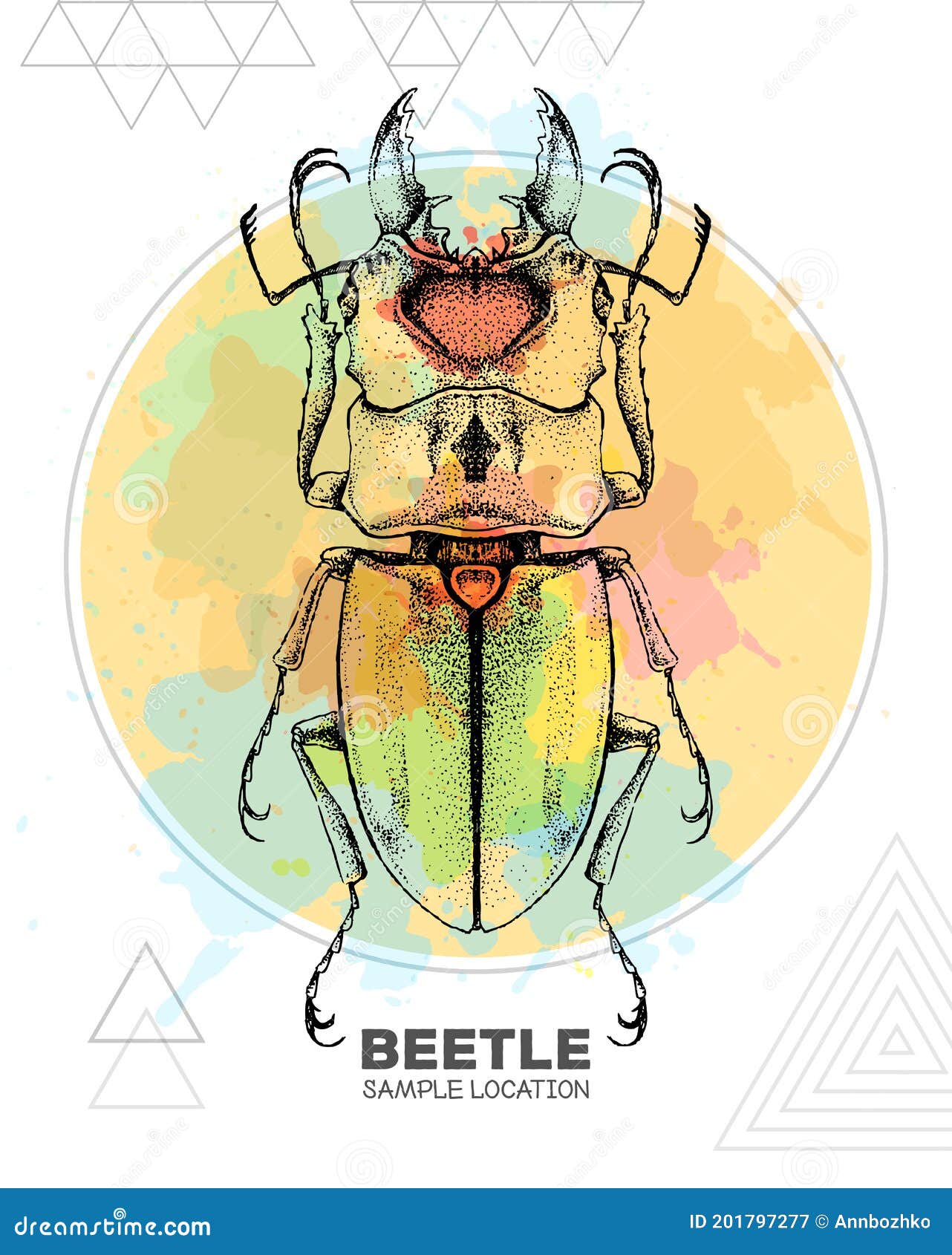 Realistic Hand Drawing Beetle. Artistic Bug. Entomological Illustration ...