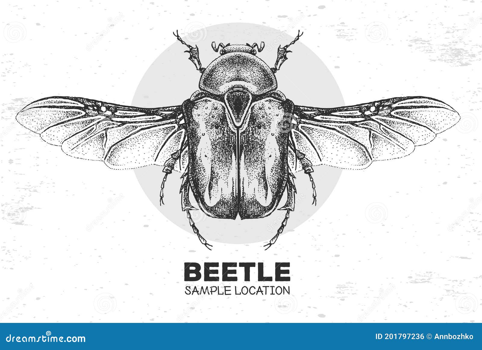 Realistic Hand Drawing Flower Chafer Beetle. Artistic Bug ...