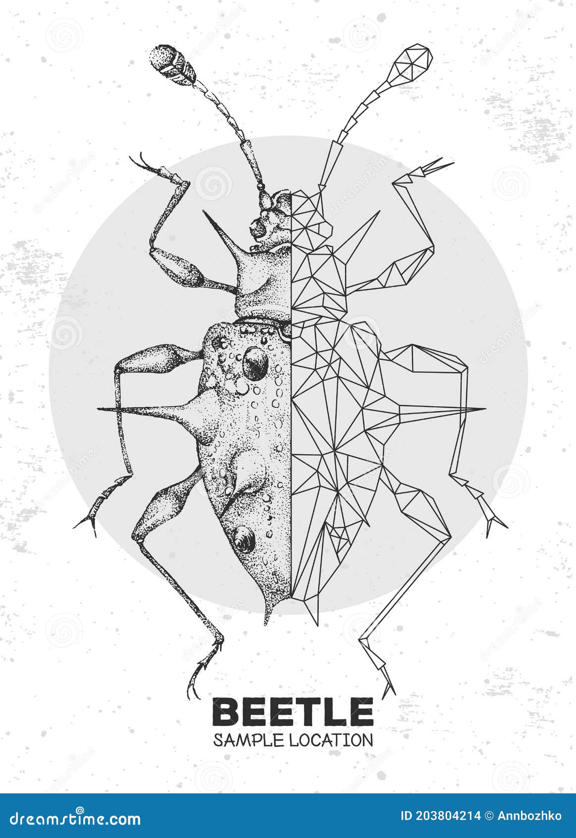 Realistic Hand Drawing and Polygonal Endomychidae Beetle. Artistic Bug ...