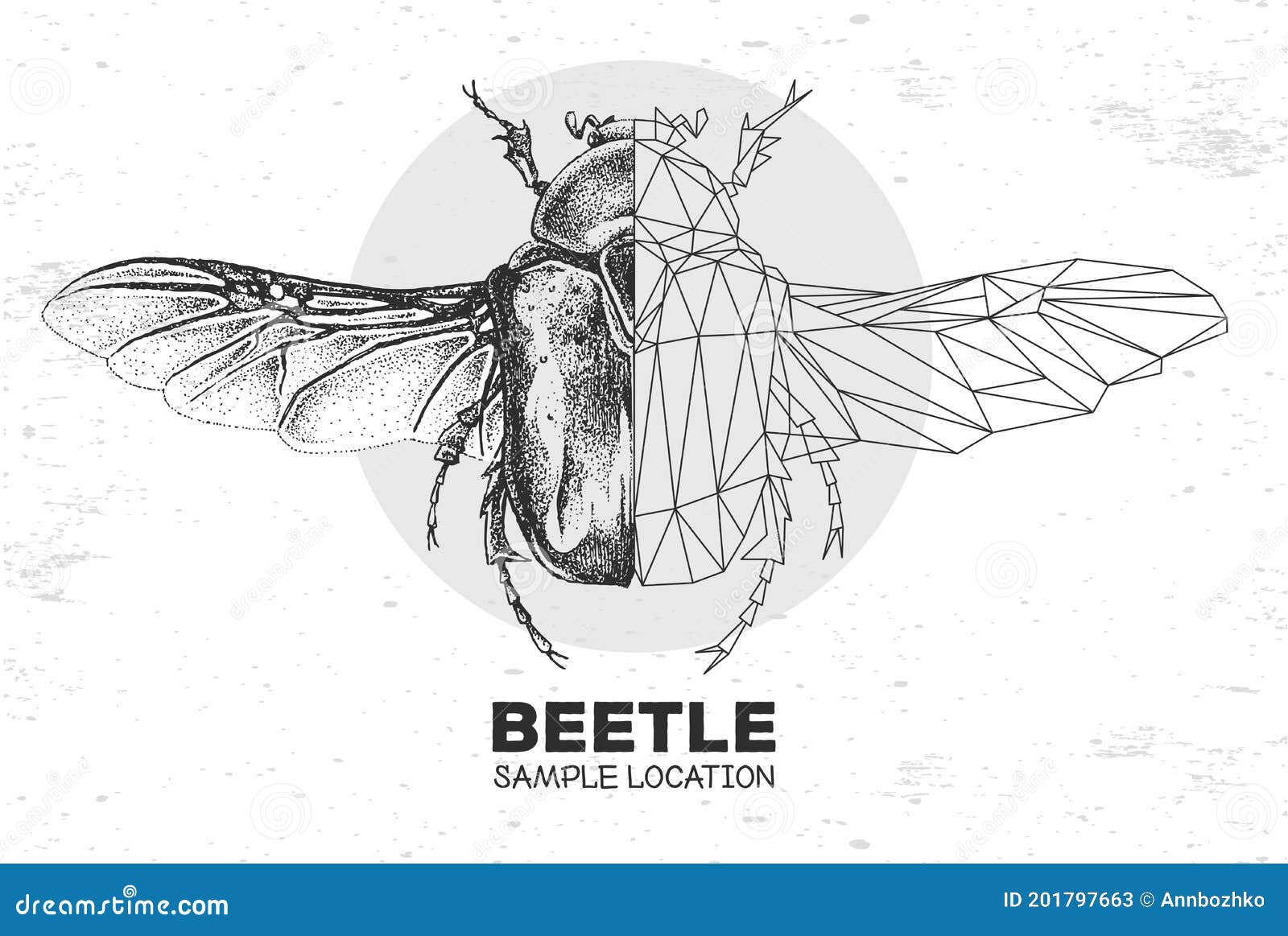 Realistic Hand Drawing and Polygonal Flower Chafer Beetle. Artistic Bug ...