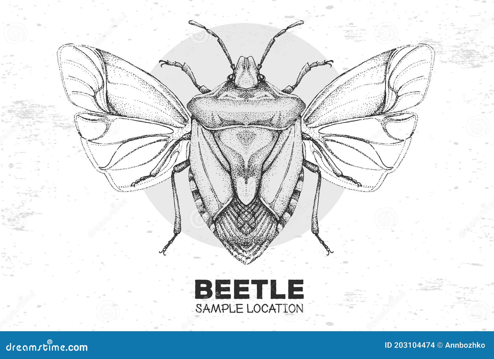 Realistic Hand Drawing Shield Beetle. Artistic Bug. Entomological ...