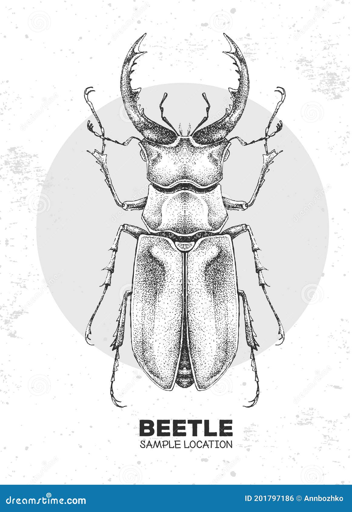 Realistic Hand Drawing Stag Beetle. Artistic Bug. Entomological ...