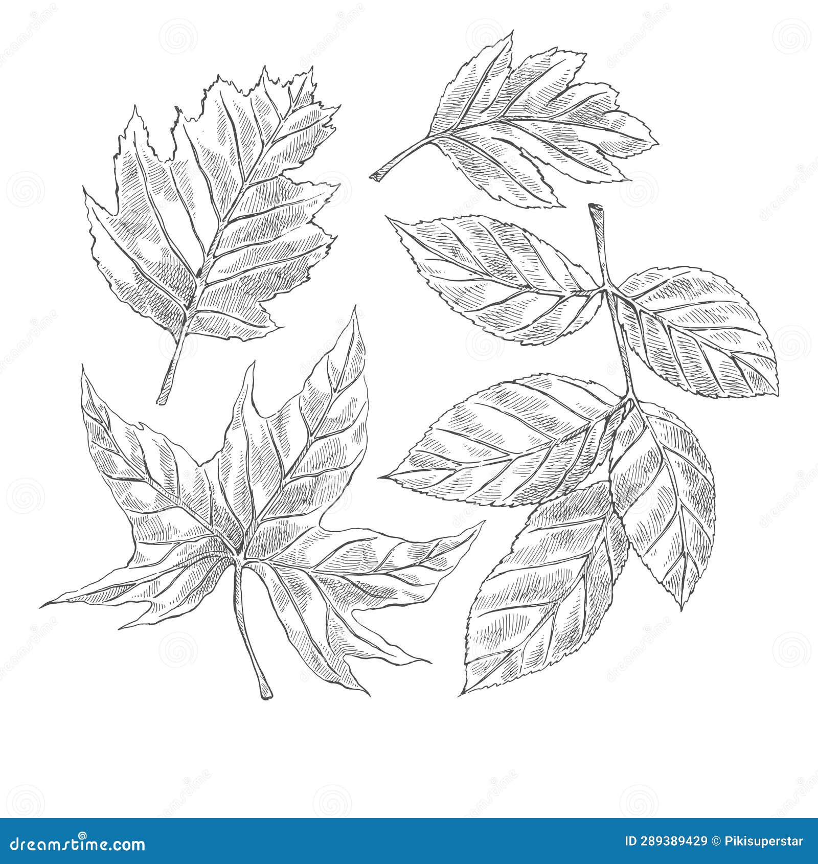 Realistic Hand Drawn Autumn Leaves Collection Vector Design Stock ...