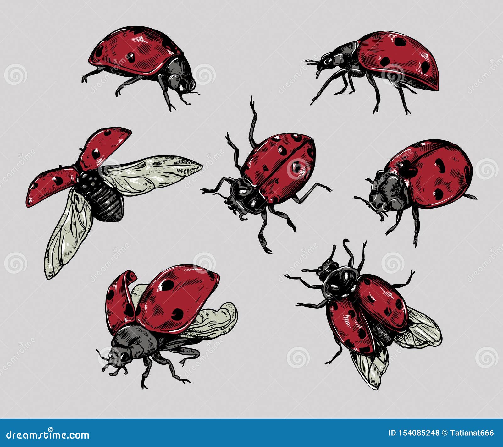 Realistic Hand Drawn Vector Ladybugs Set Stock Vector - Illustration of ...
