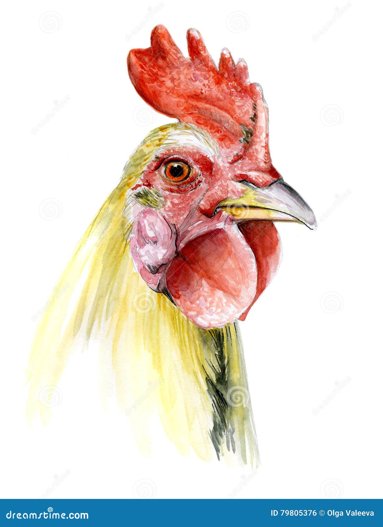 Realistic Hand Painted Watercolor Rooster Stock Illustration ...