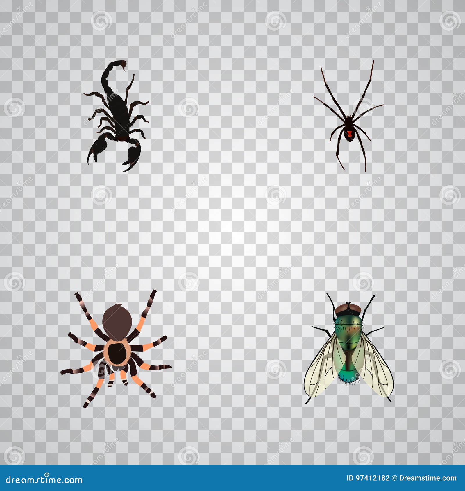 Realistic Housefly, Tarantula, Spinner and Other Vector Elements. Set ...