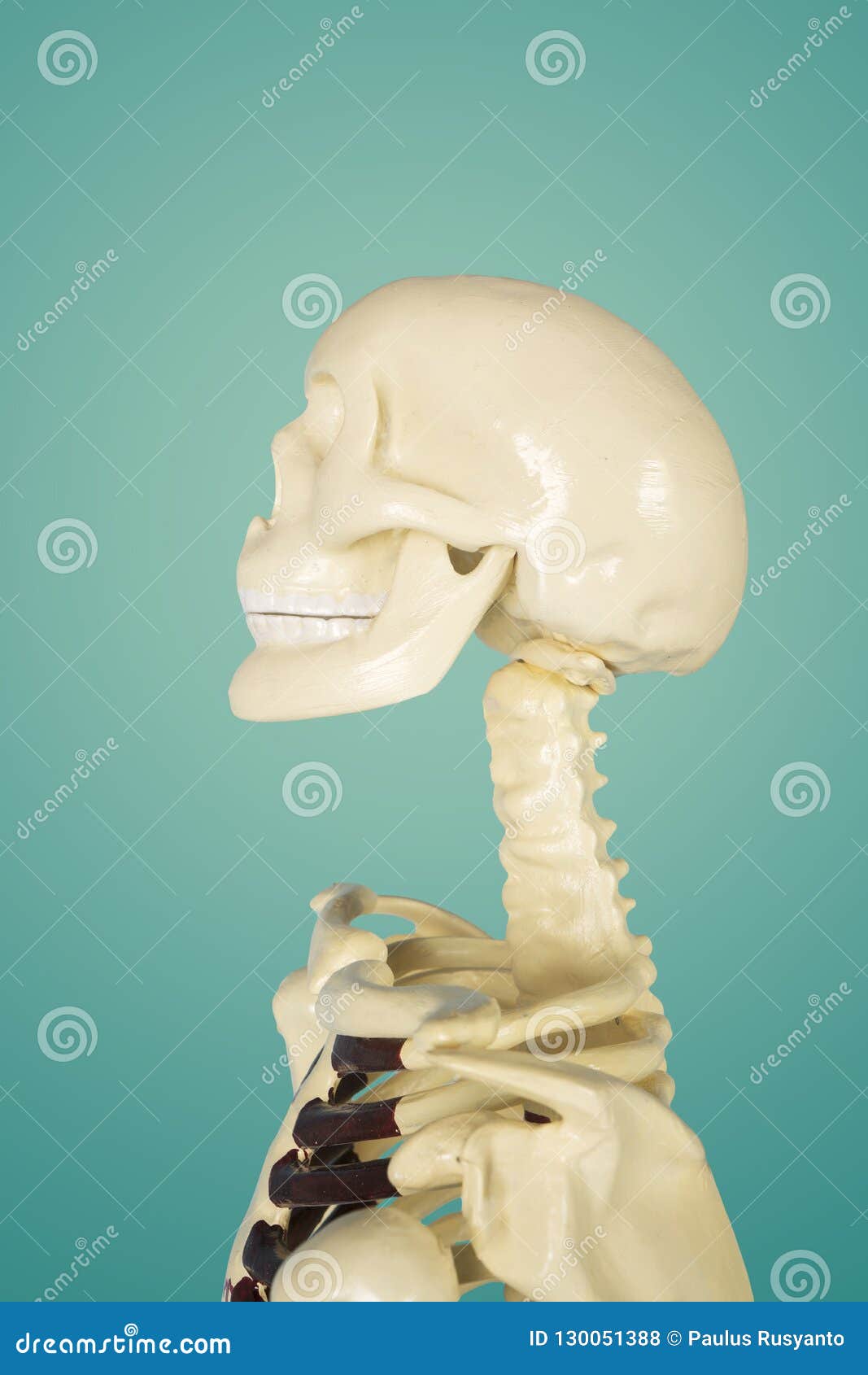 Realistic Human Bone Structure on Studio Stock Photo - Image of female ...