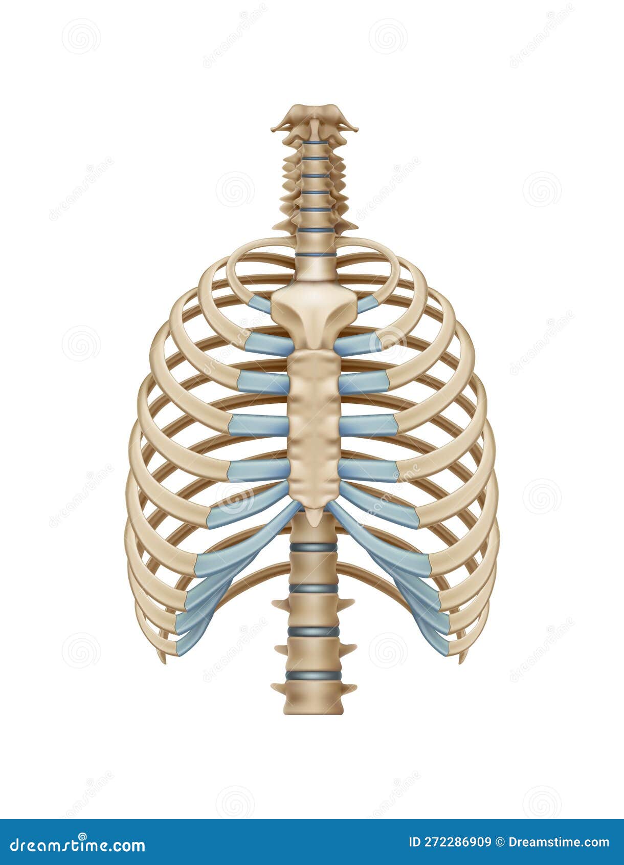 Realistic Chest Bones stock vector. Illustration of graphic - 272286909 Realistic Chest Bones stock vector. Illustration of graphic - 272286909