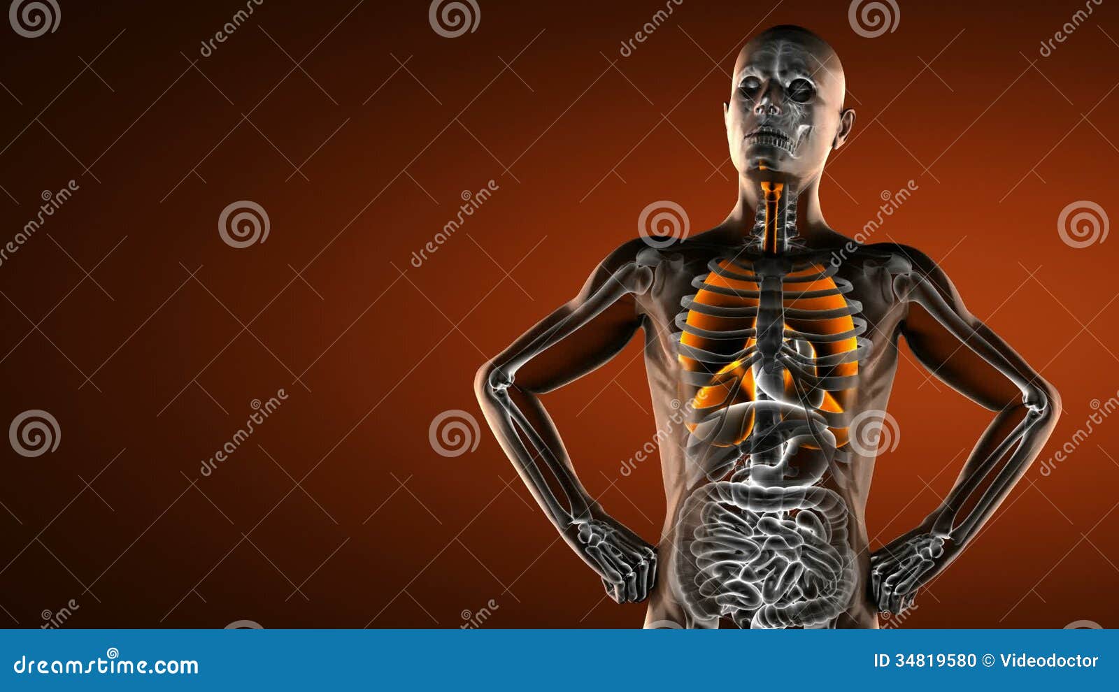 Realistic Human Chest Radiography Scan Stock Video Footage - Video of ...