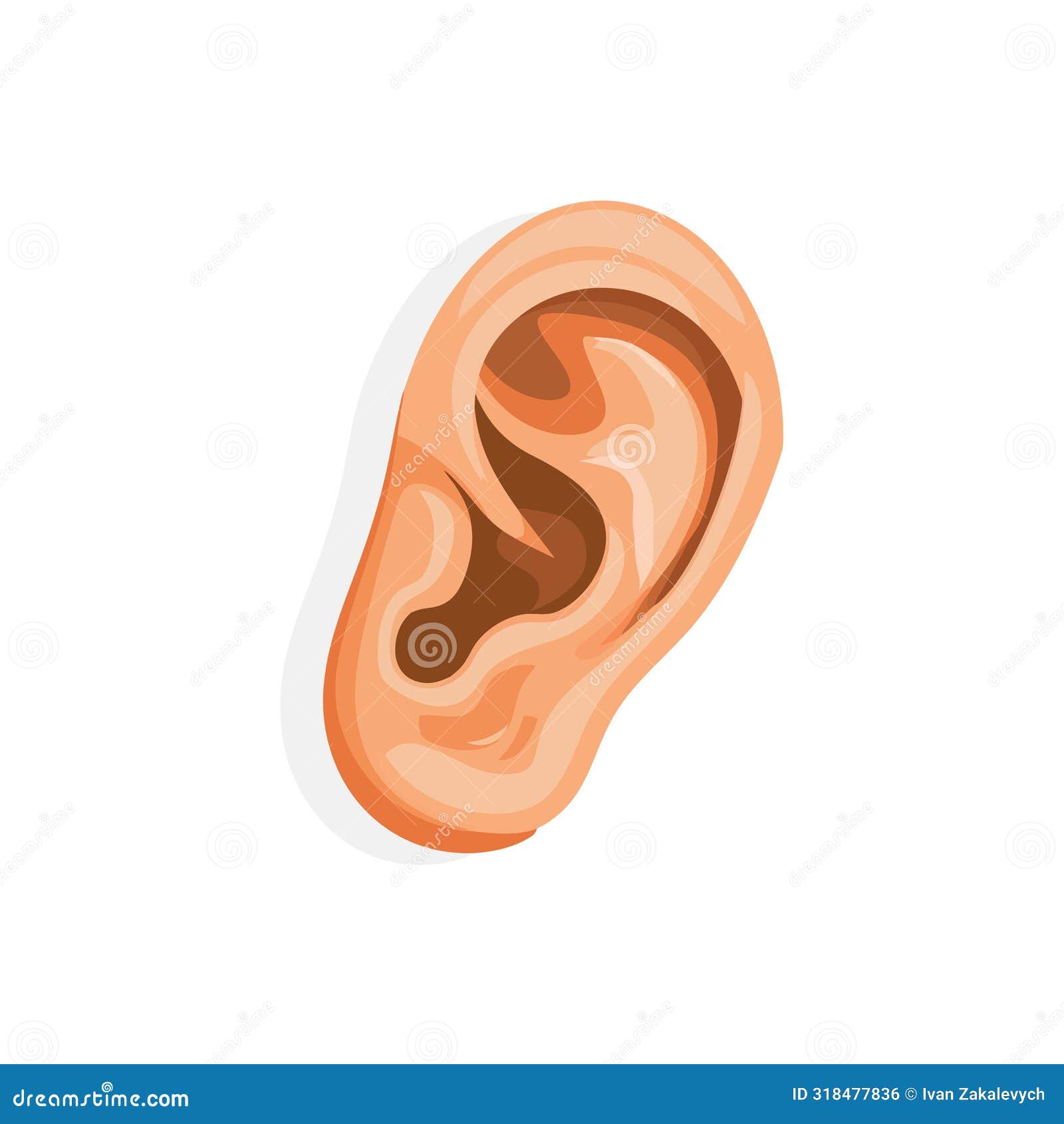 Realistic Human Ear Anatomy. Vector Illustration Design Stock ...