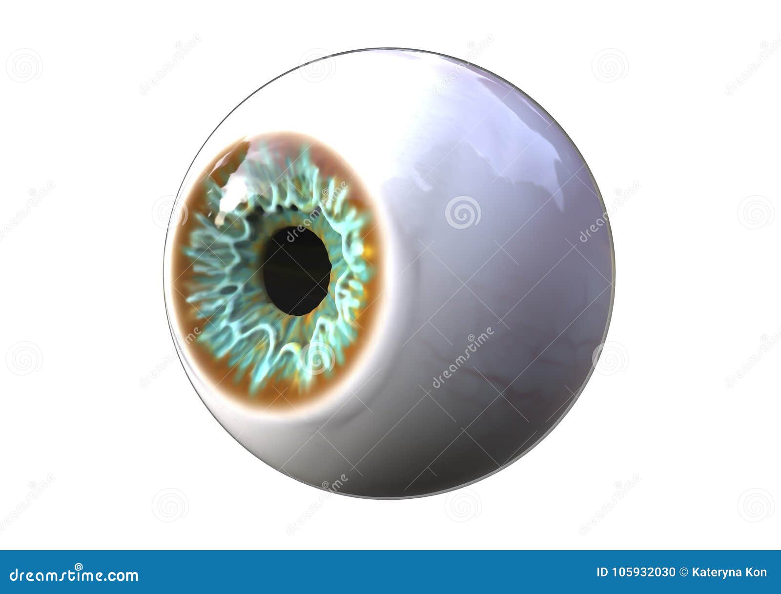 Realistic human eye stock illustration. Illustration of close - 105932030