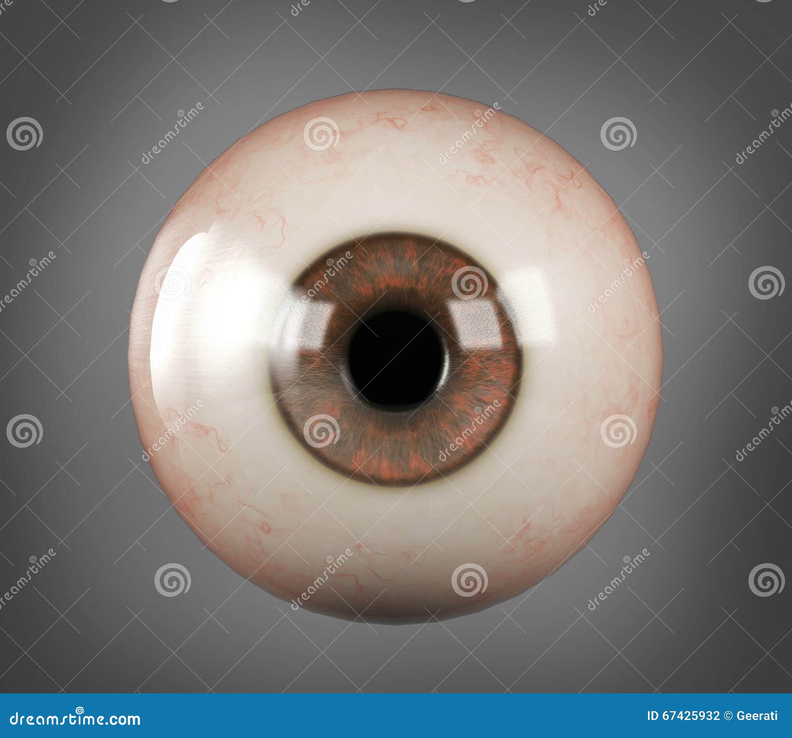 Realistic Human Eyeball Brown Iris Pupil Stock Photo - Image of anatomy ...