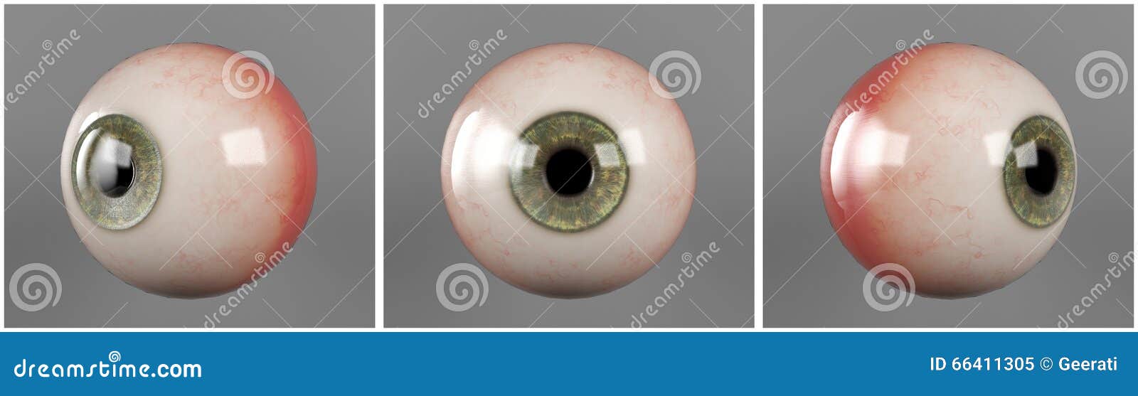 Realistic Human Eyeballs Green Iris Pupil Stock Image - Image of ...