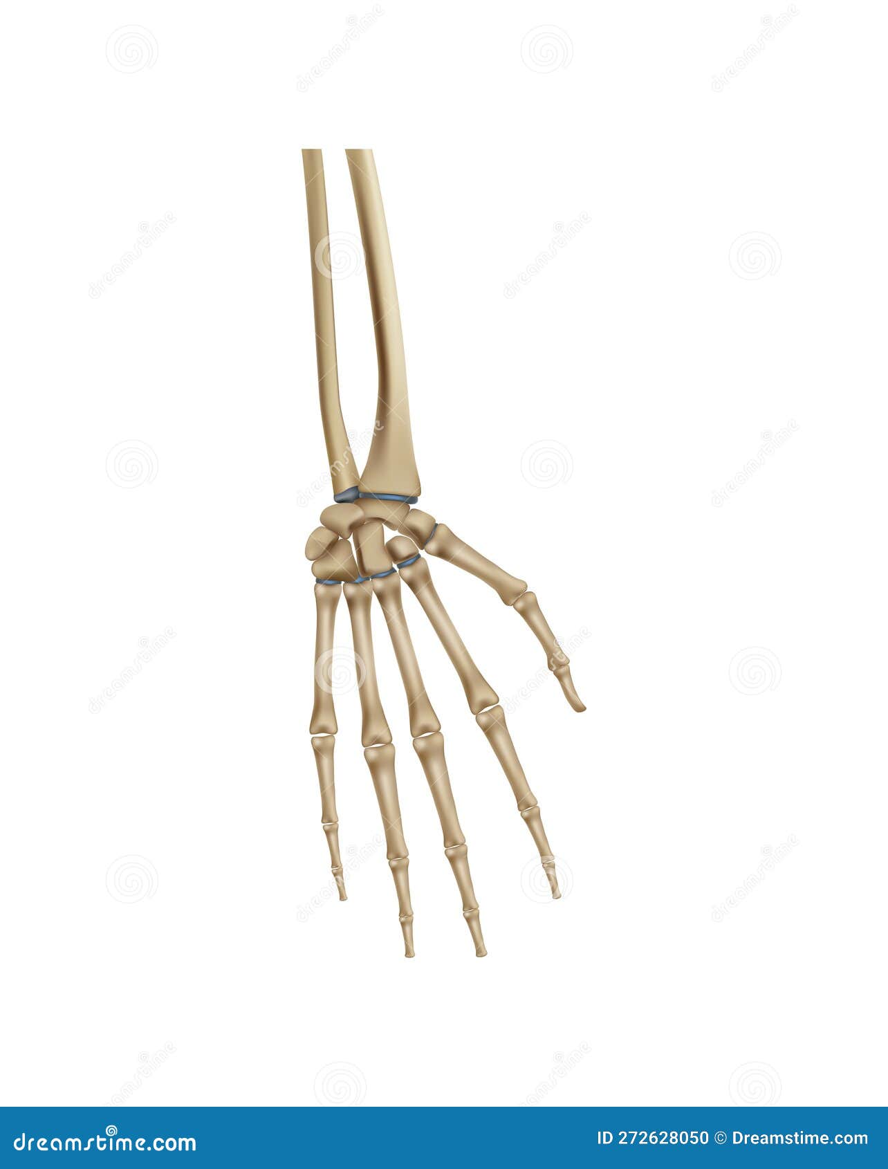 Realistic Hand Bones stock vector. Illustration of science - 272628050