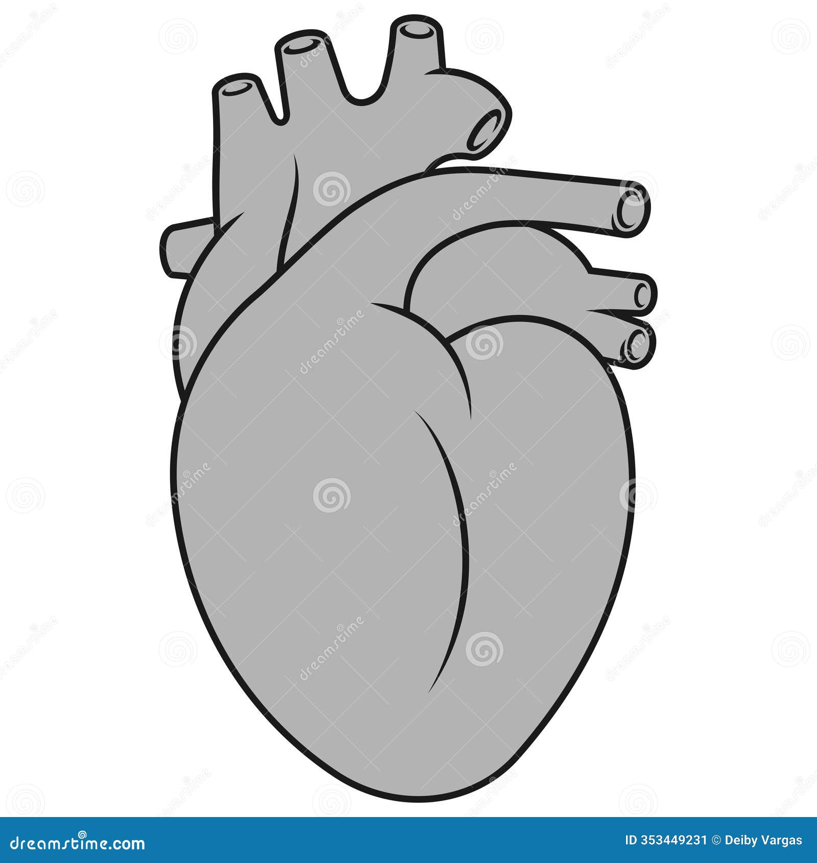 Heart And Circulatory System. Human Body Anatomy. Cardiovascular ...