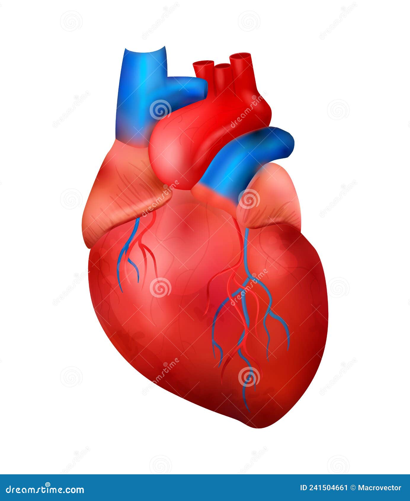 Realistic Human Heart Composition Stock Vector - Illustration of ...