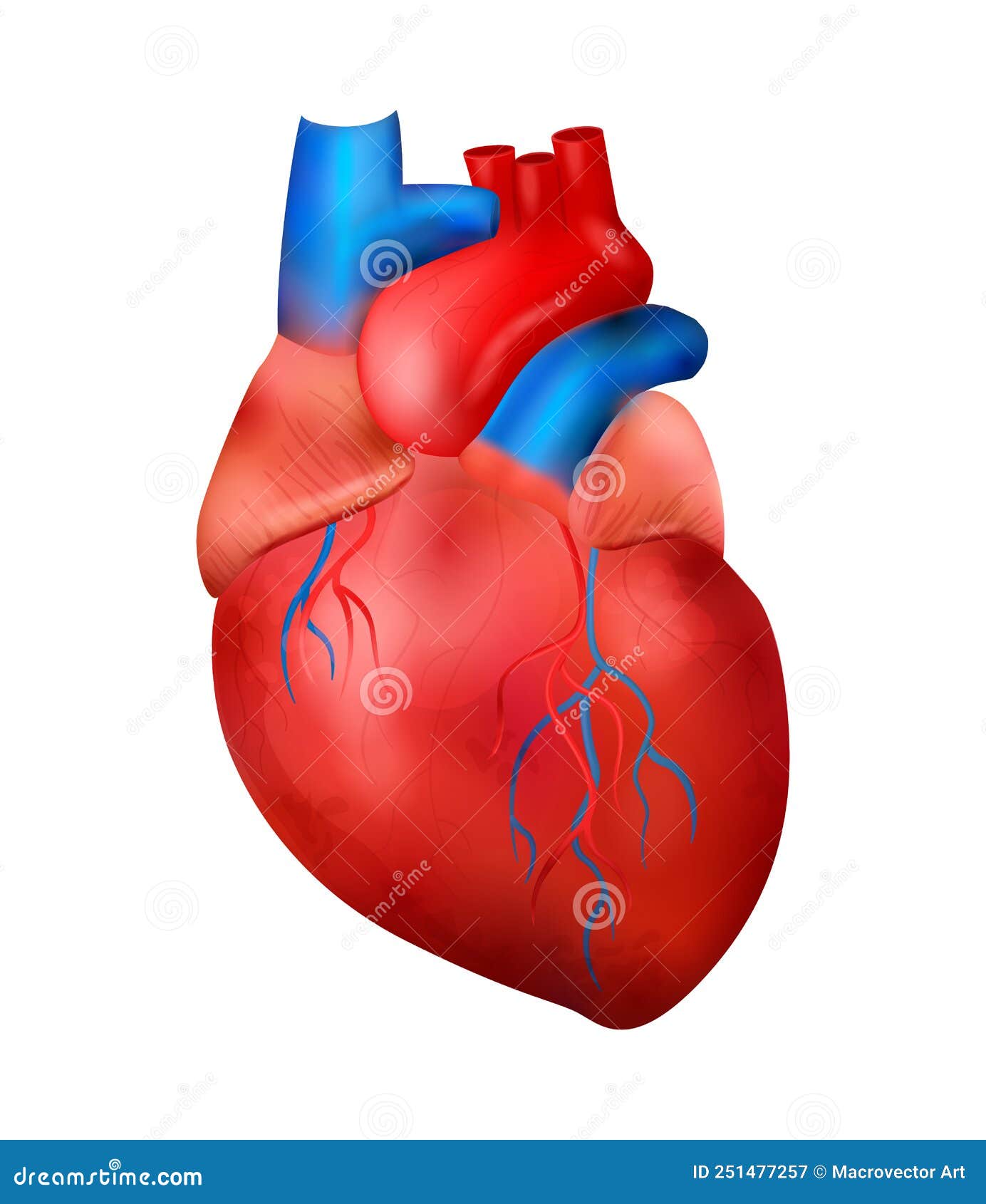 Realistic Human Heart Composition Stock Vector - Illustration of heart ...