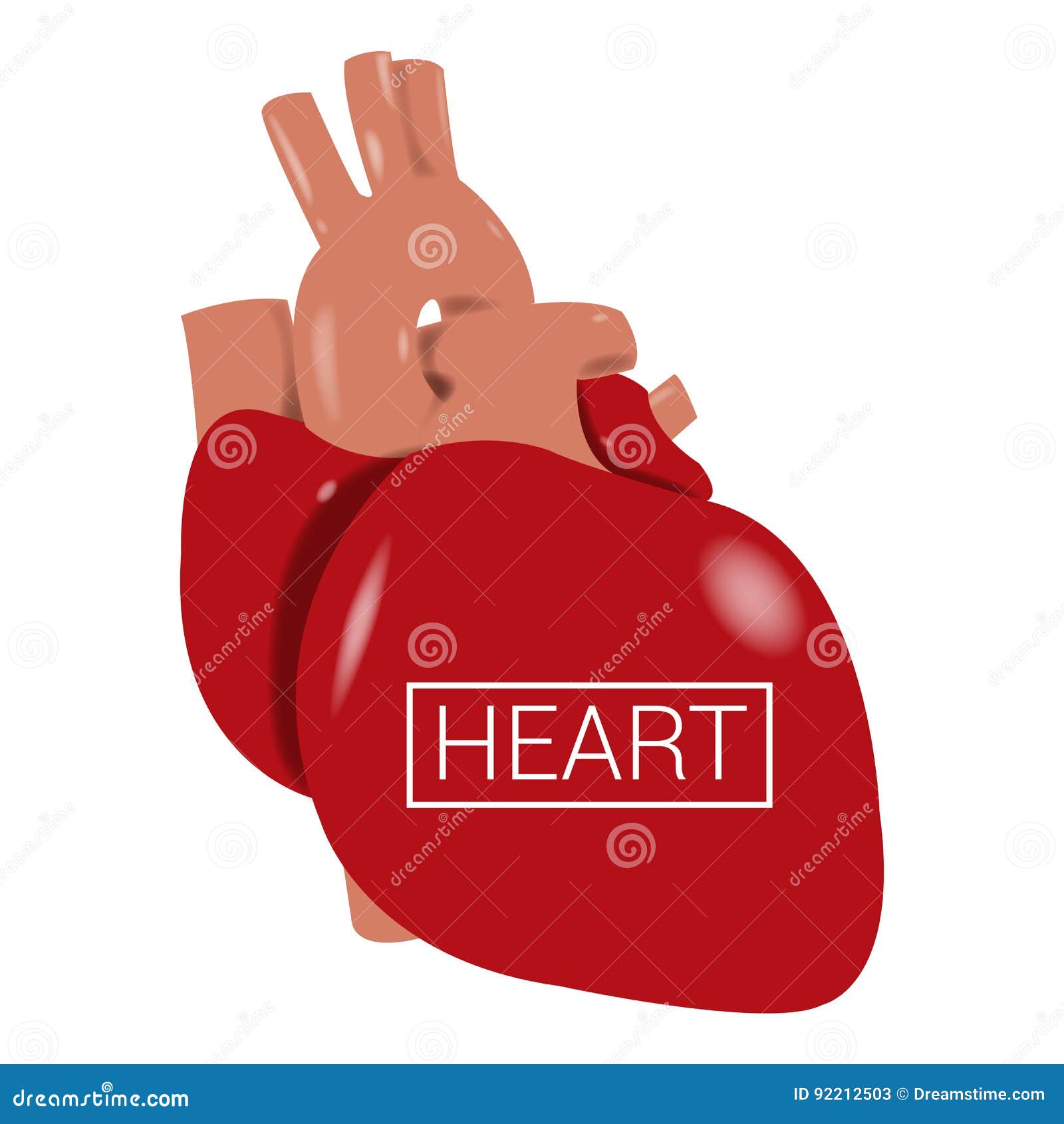 Human Hearth Anatomy Vector Illustration | CartoonDealer.com #72603372