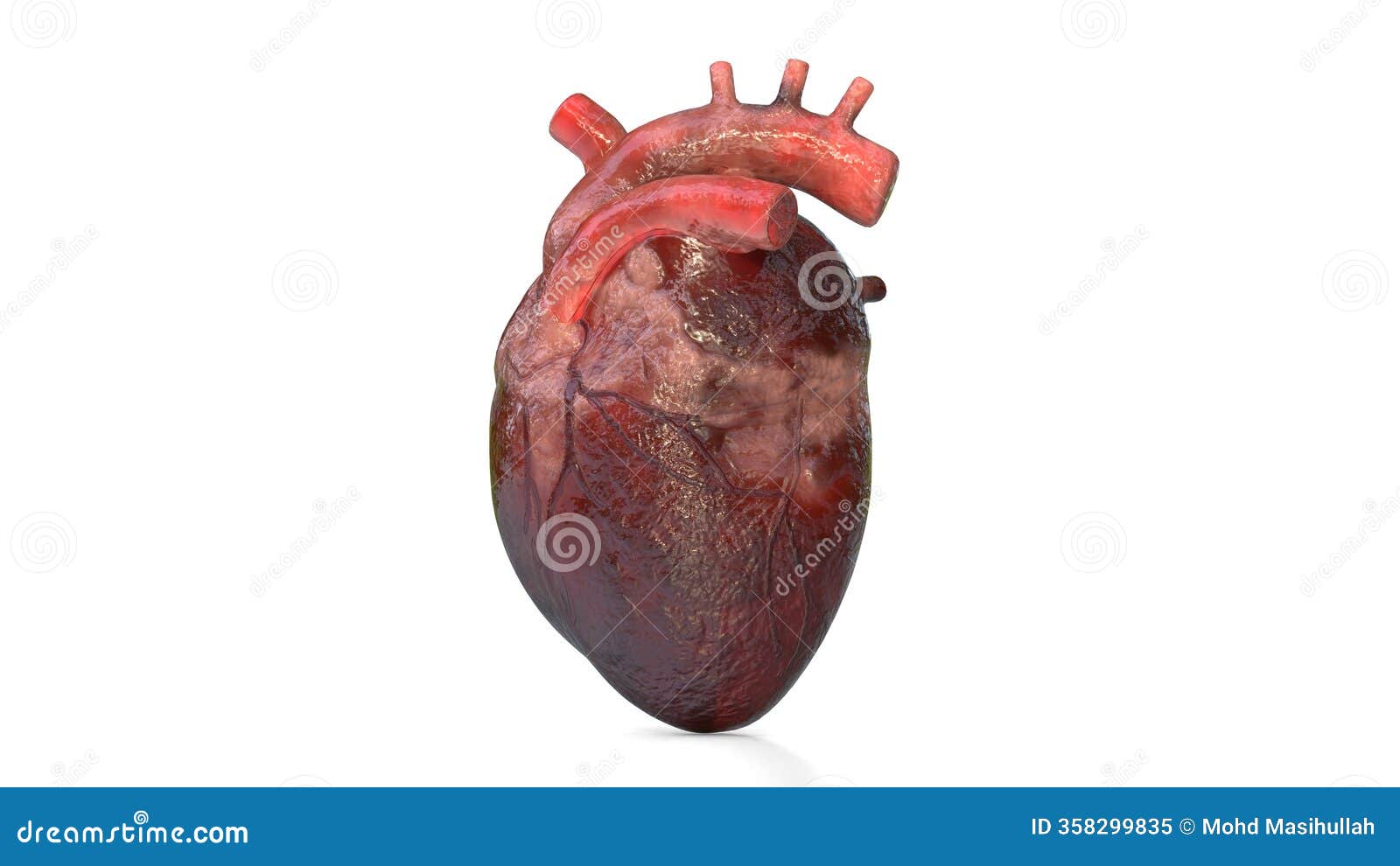 Realistic Human Heart Palpitations Stock Illustration - Illustration of ...