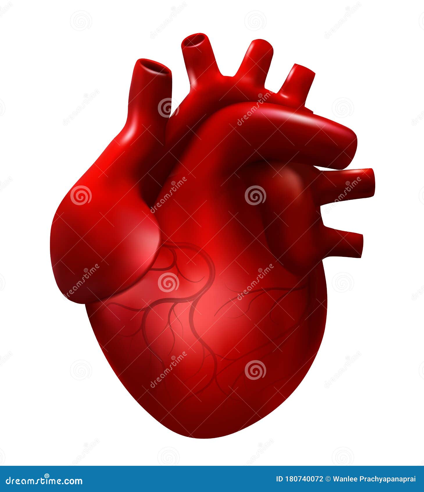 Realistic Human Heart Vector Illustration 3d Cardiology Model Isolated