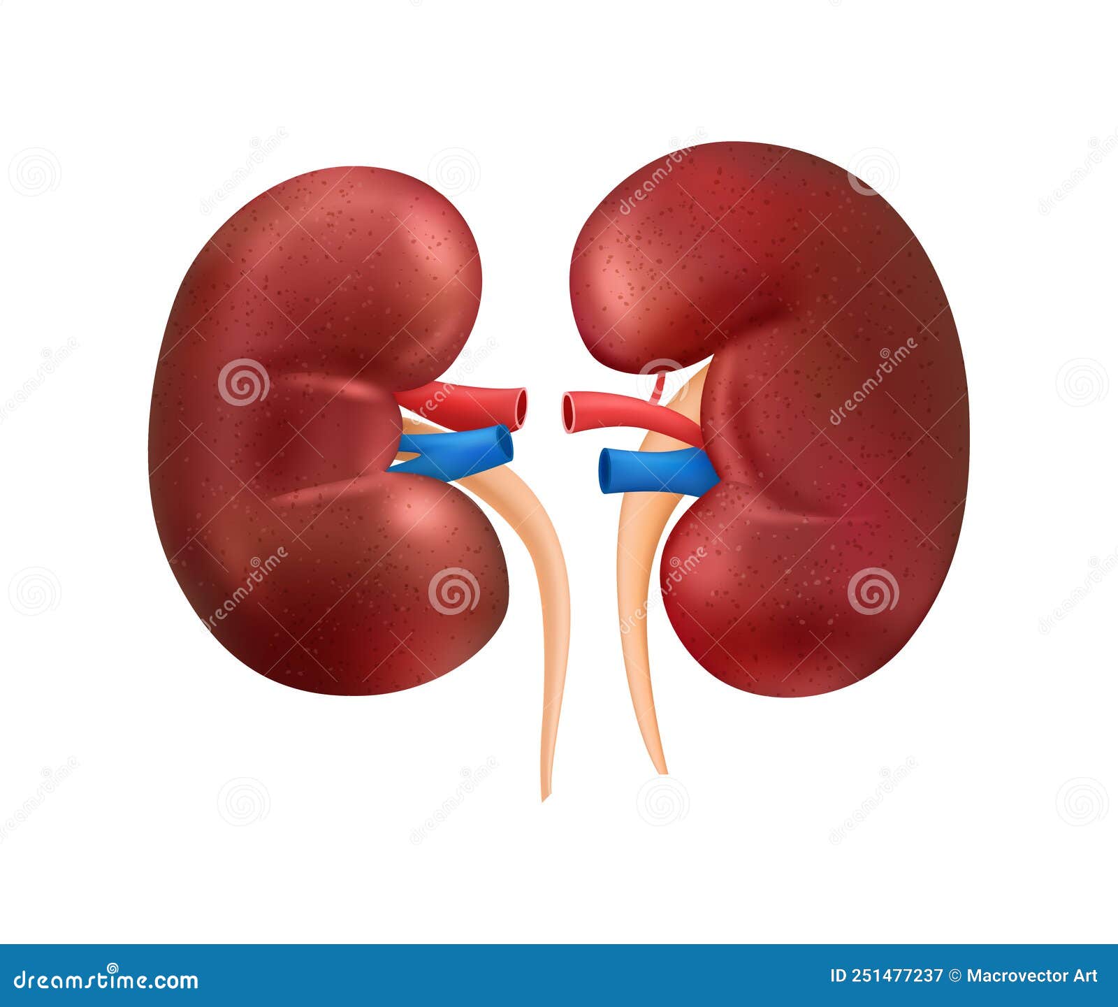Realistic Human Kidney Composition Stock Vector - Illustration of ...