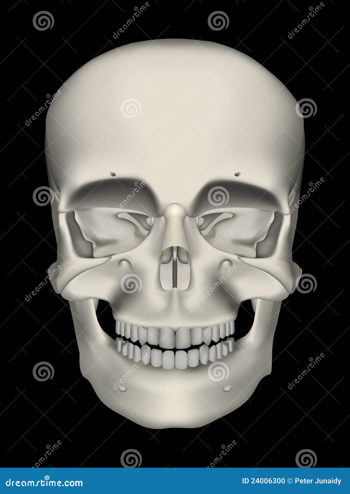 Realistic Human Male Skull stock illustration. Illustration of decay ...