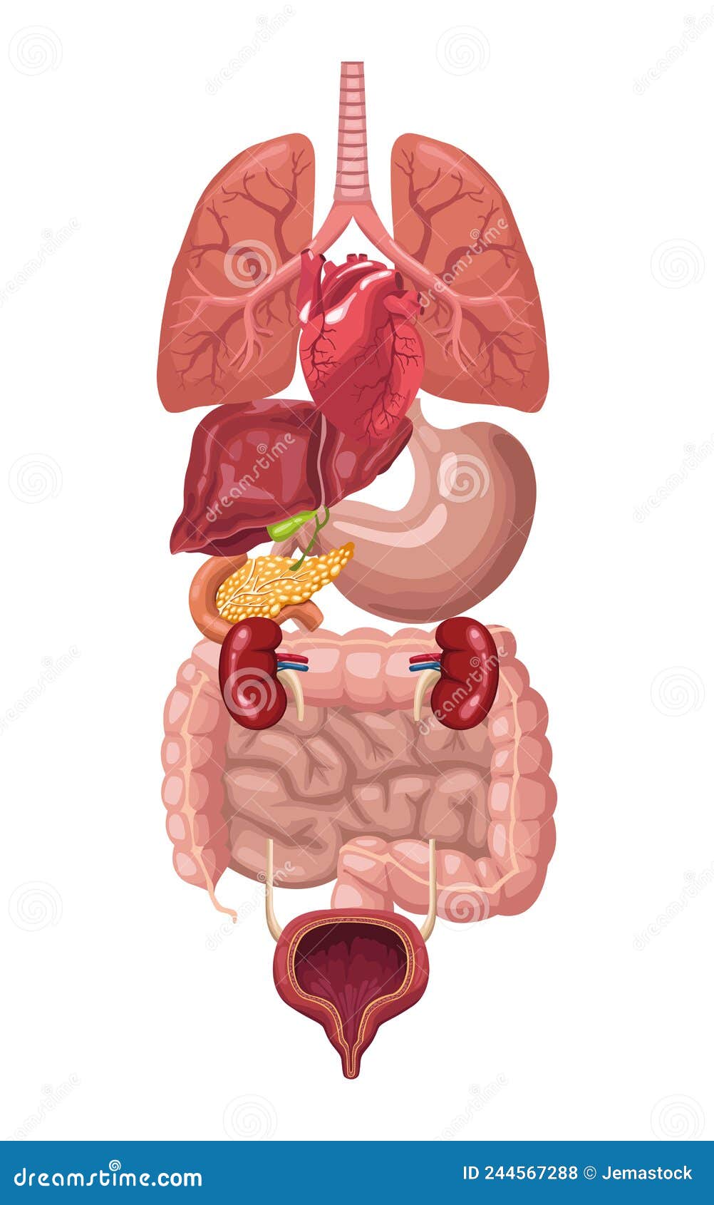 Realistic human organs stock vector. Illustration of health - 244567288