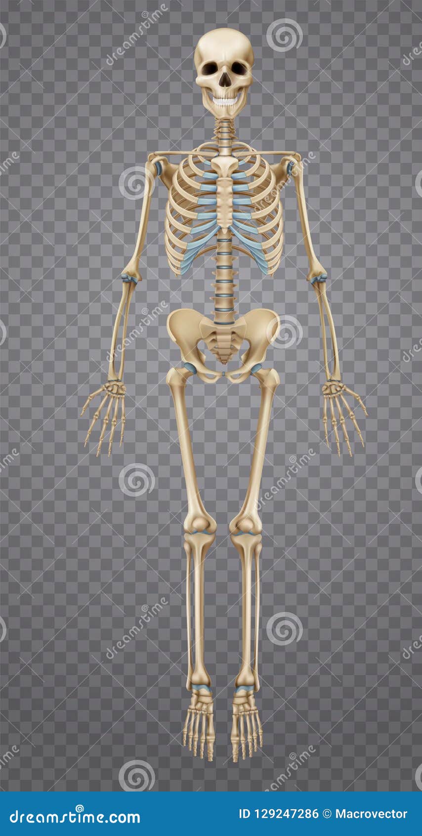 Realistic Human Skeleton stock vector. Illustration of realistic ...